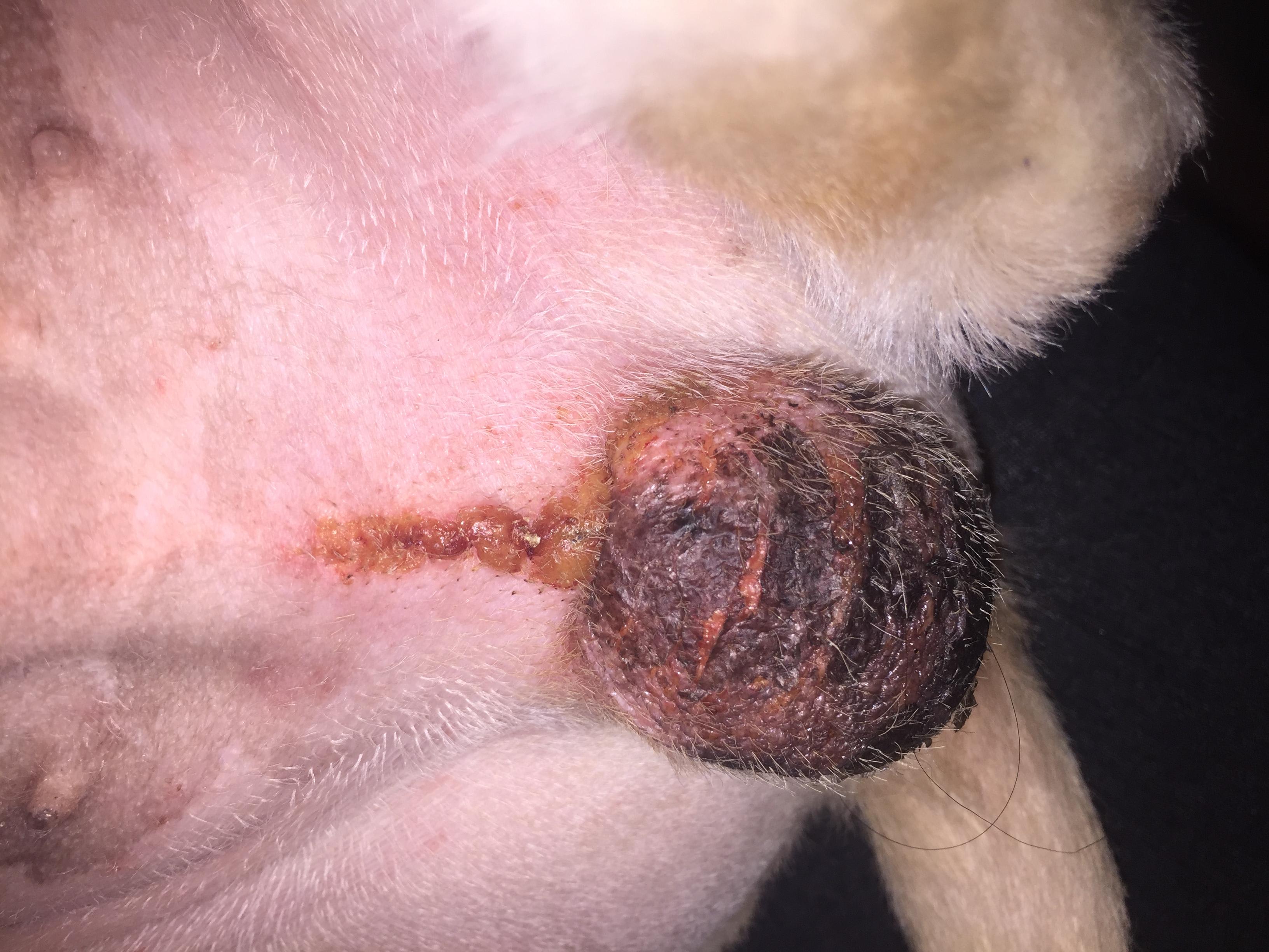 Dog's neuter incision infected & constipated? What to do? | Petco