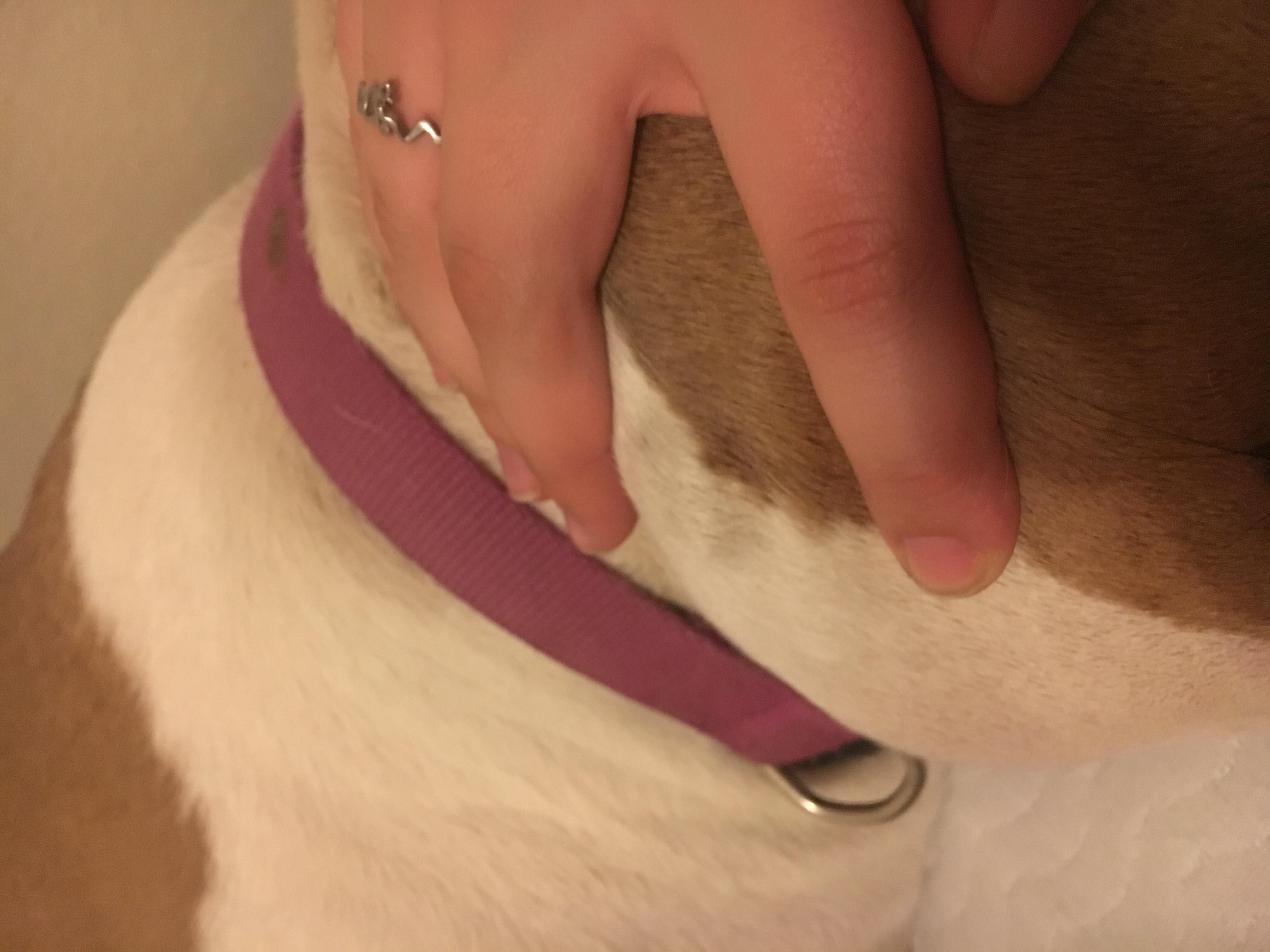 My Dog Has a Hard Lump Under Skin: Serious or Benign? | Petco