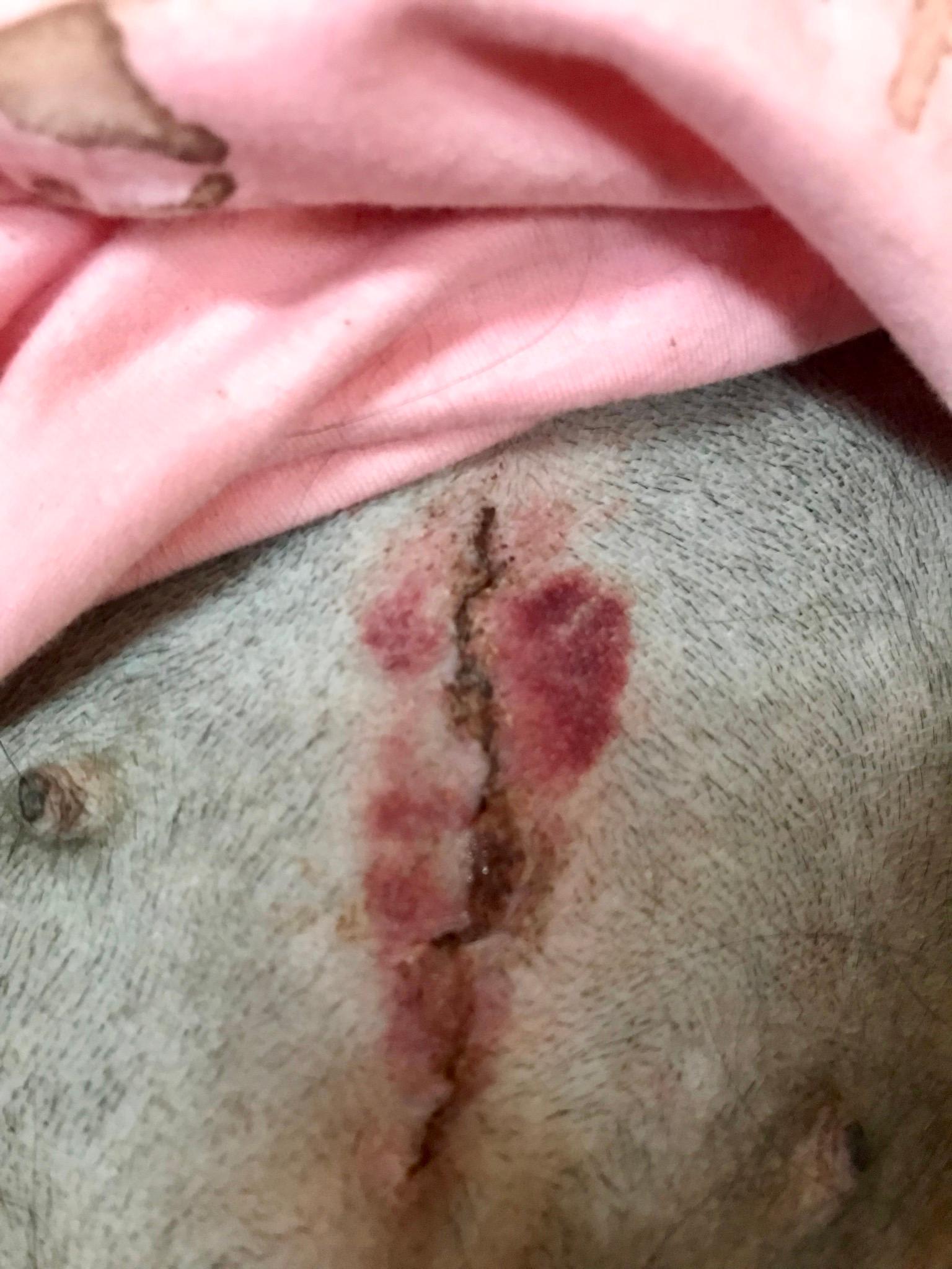 My dog's spay incision is jagged & bruised 24 hrs post-op. Why? | Petco