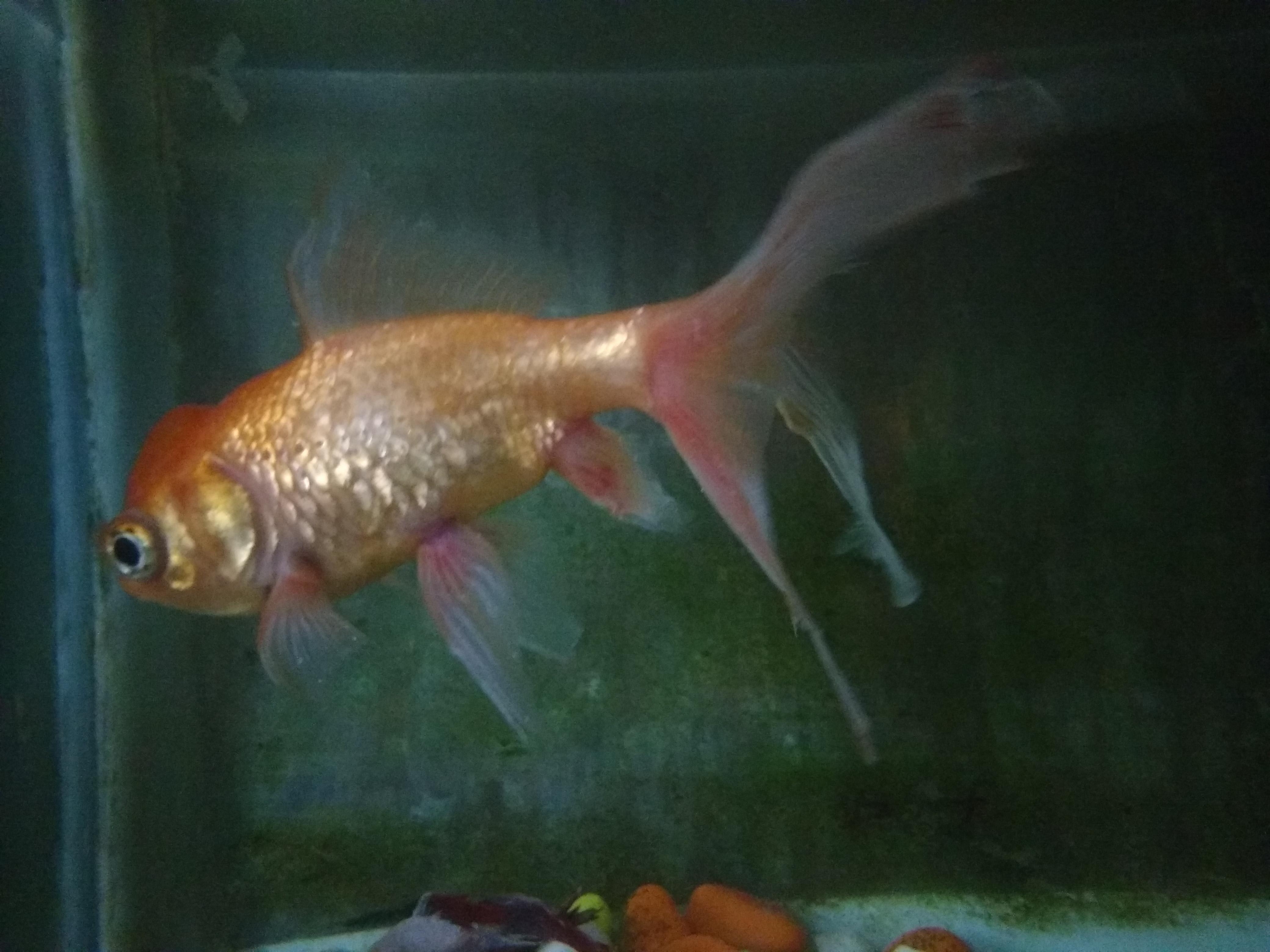 Why are my goldfish dying after adding new fish to the tank? | Petco