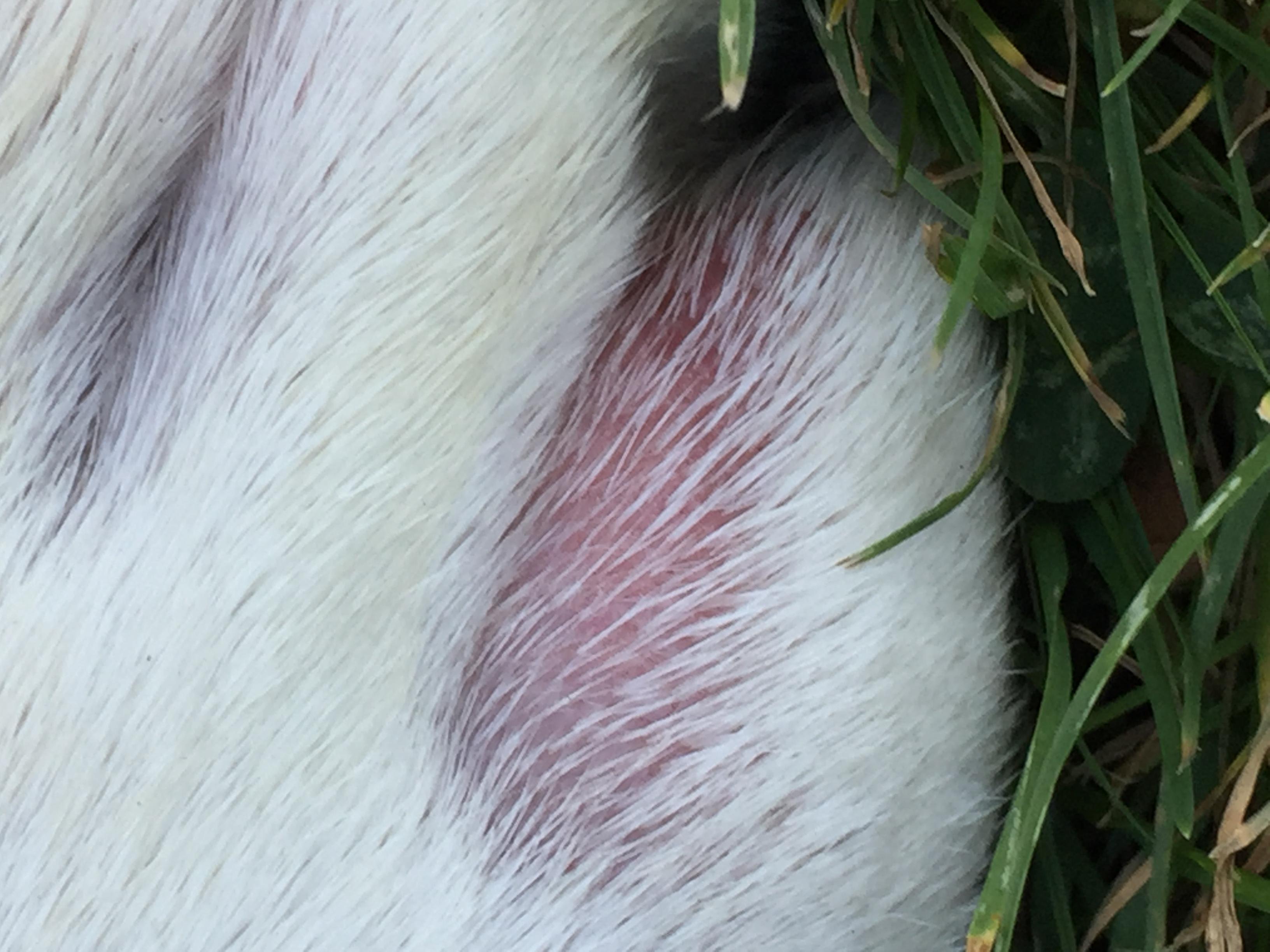 Why are my dog's toes red, swollen, and causing her to limp? | Petco
