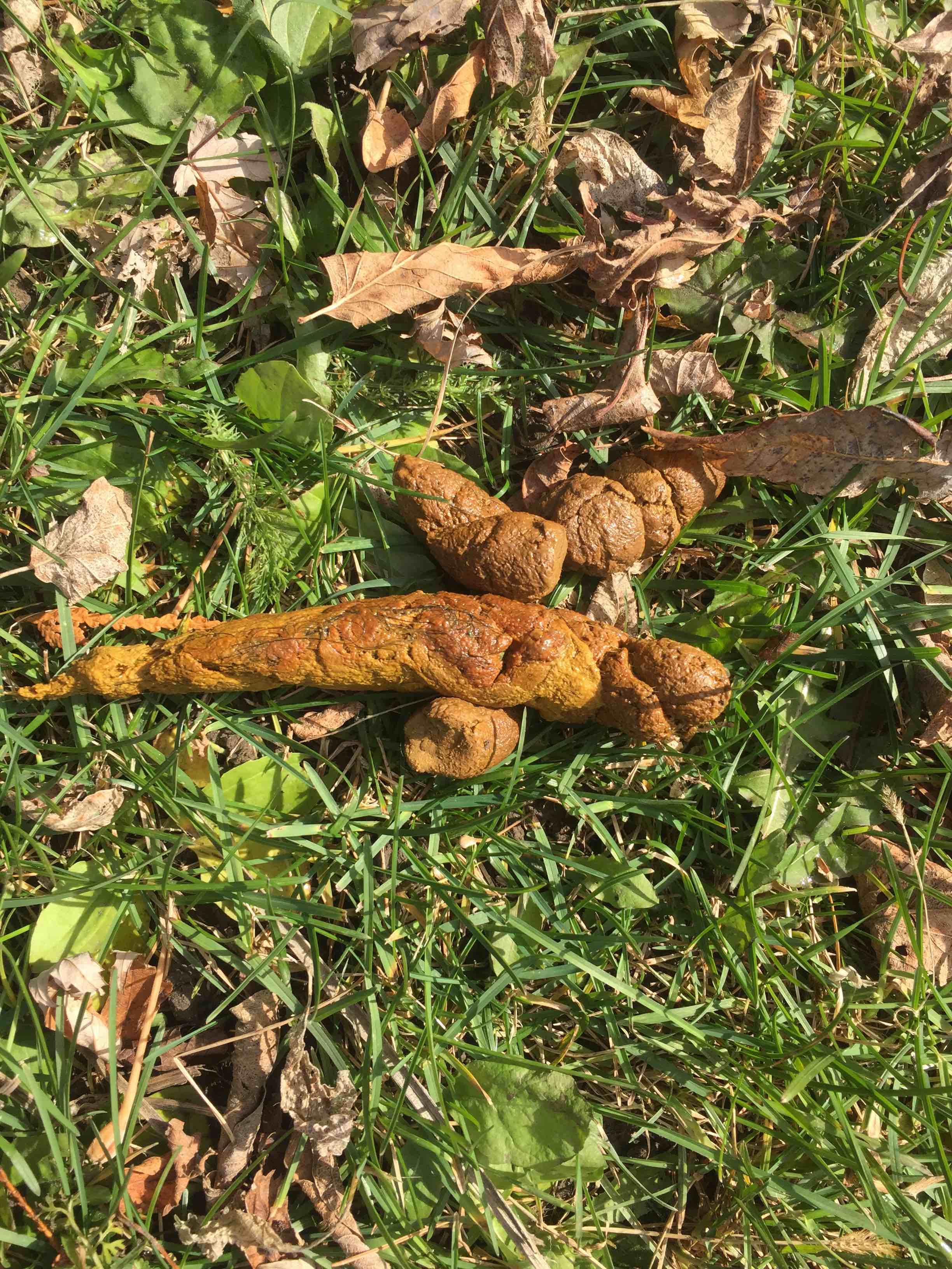 My dog's poop is still abnormal after antibiotics. What to do? | Petco