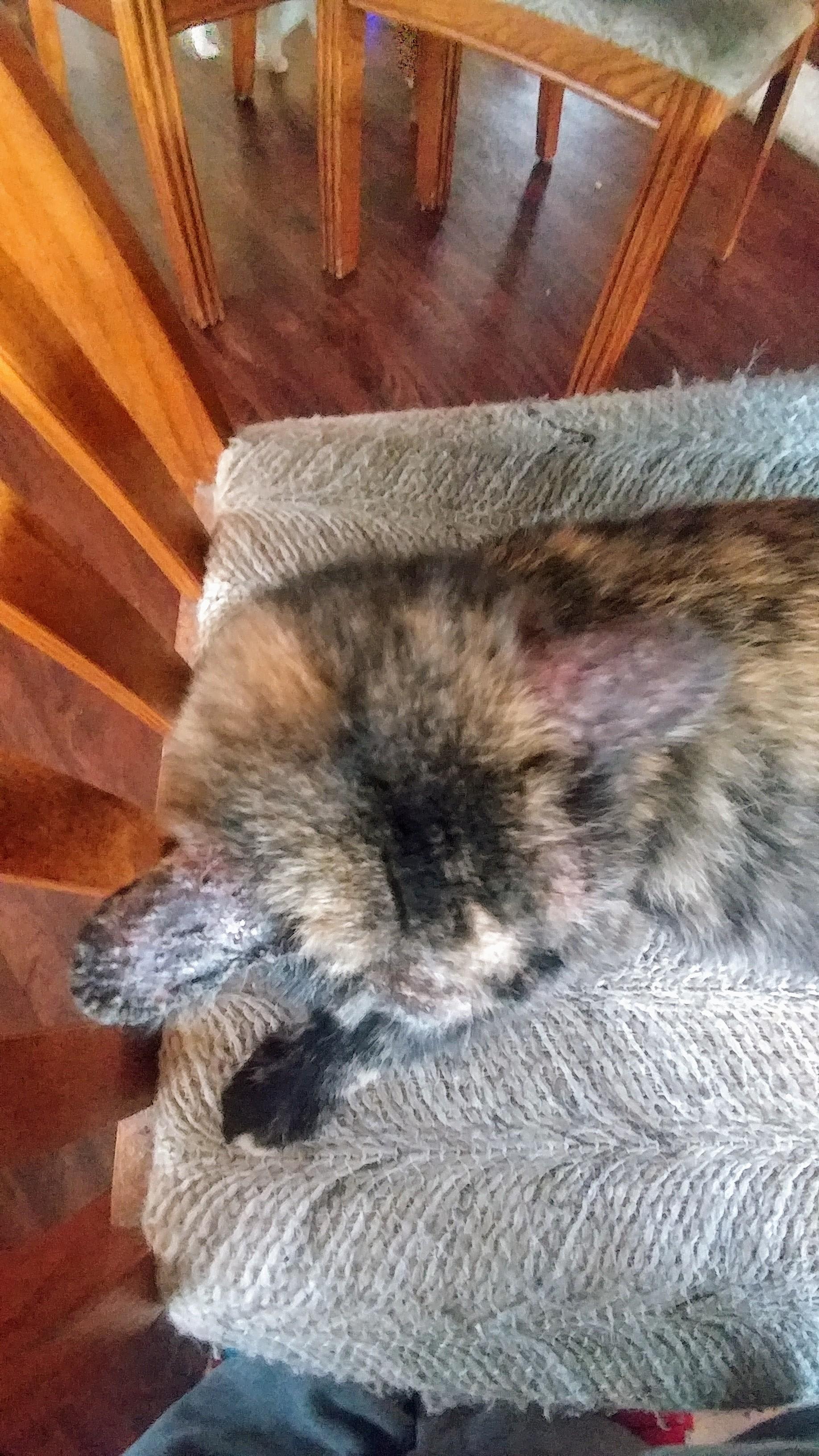 My cat has scabs spreading on her ears and face. What's wrong? | Petco