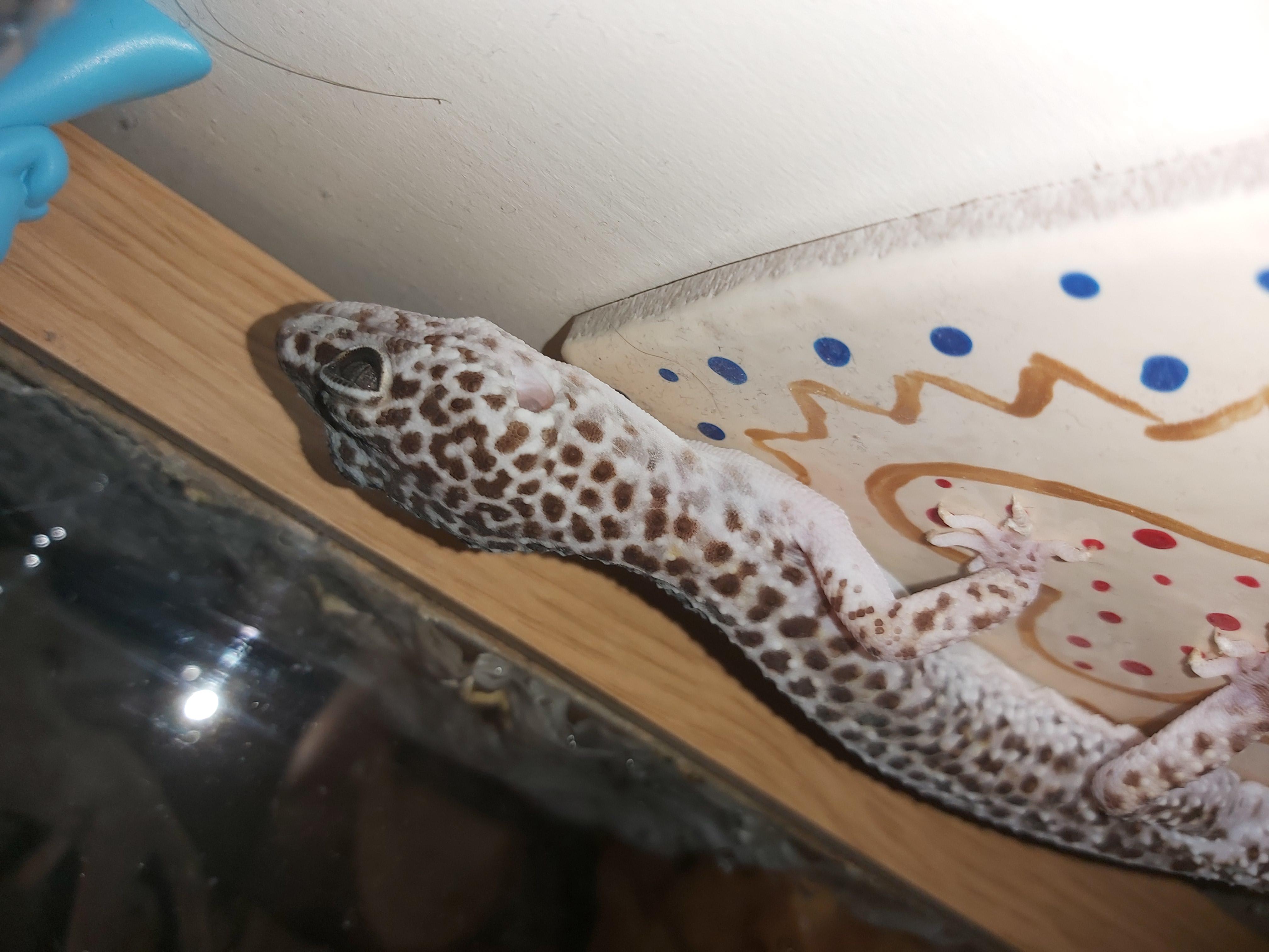Why leopard gecko's eye swollen, not eating, losing weight? | Petco