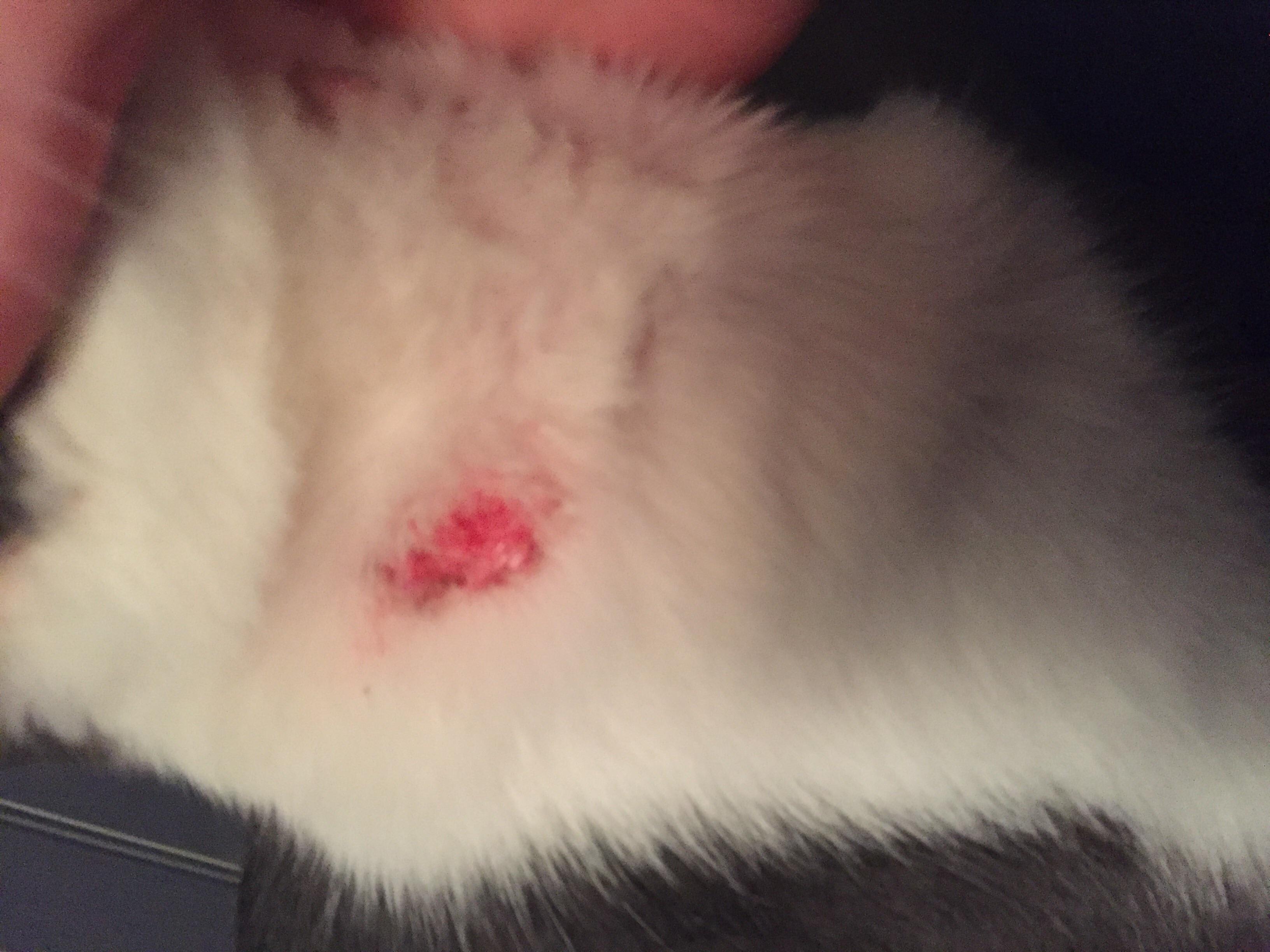 Cat has flea scabs, won't stop scratching? Cone or healing tips? | Petco