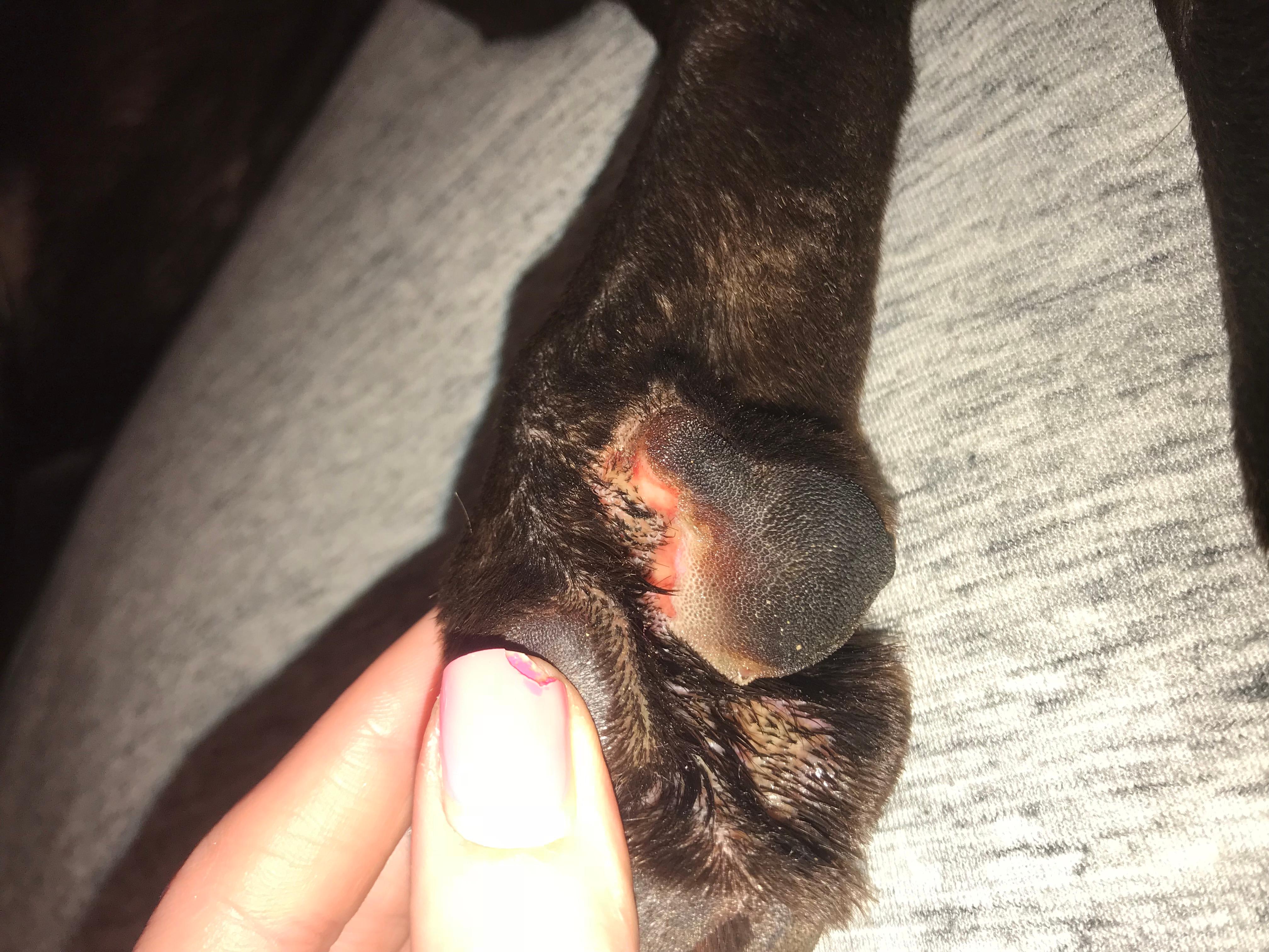 My Dog Has a Minor Red Paw Burn: How to Help Until Vet | Petco