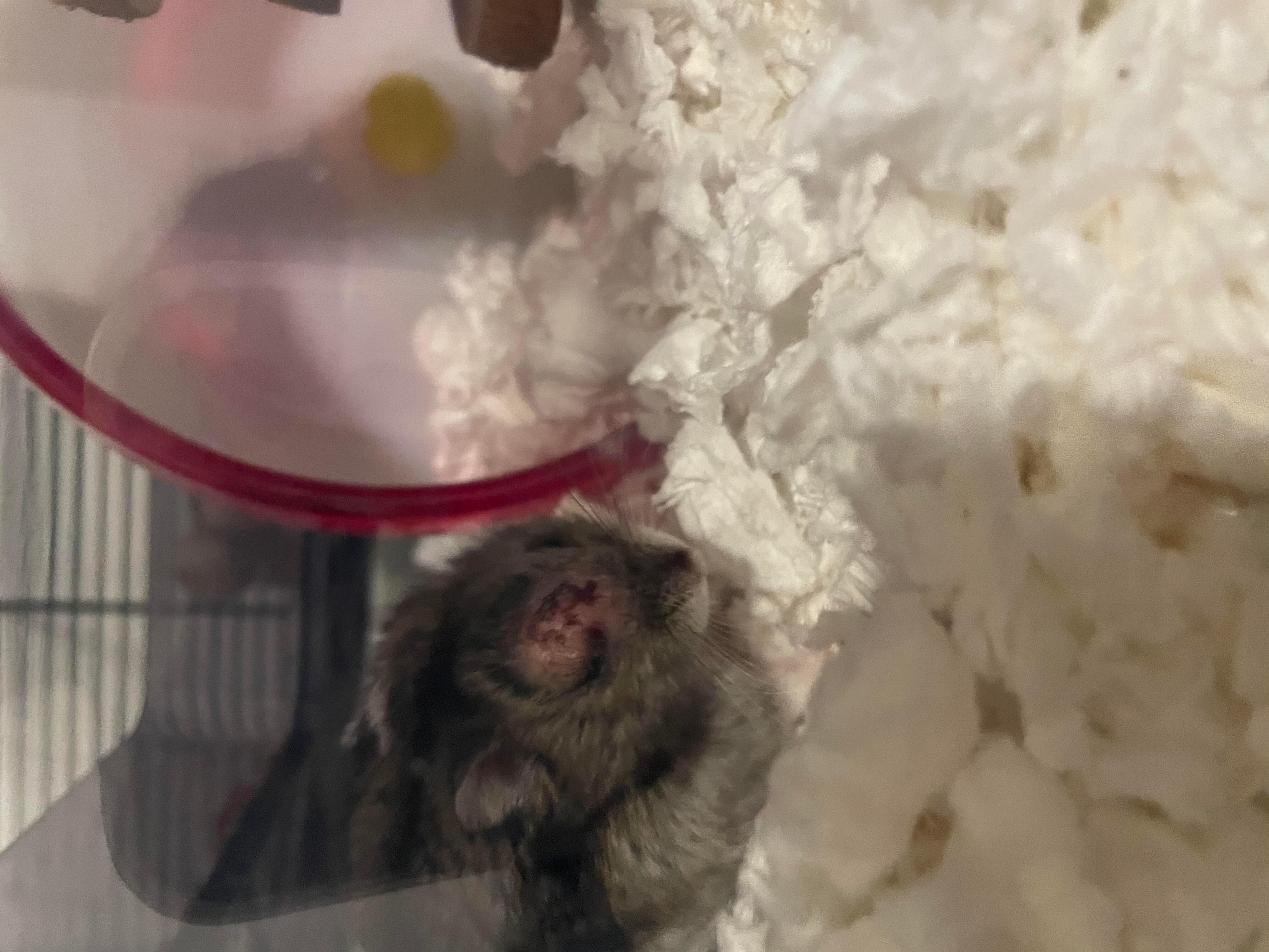 My Hamster Has a Growing Lump: What's Wrong & What to Do | Petco