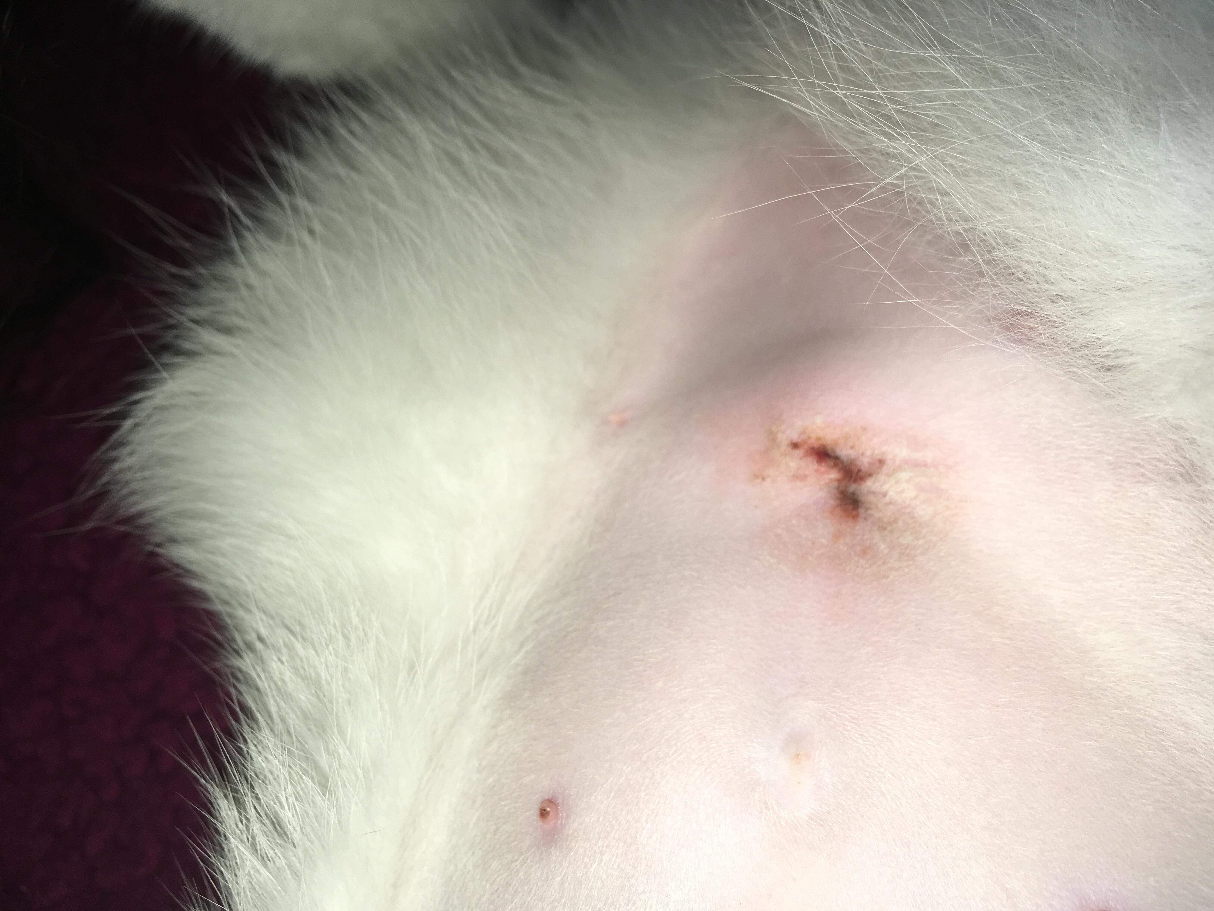 Is Your Cat's Spay Incision Healing Well After 3 Days | Petco