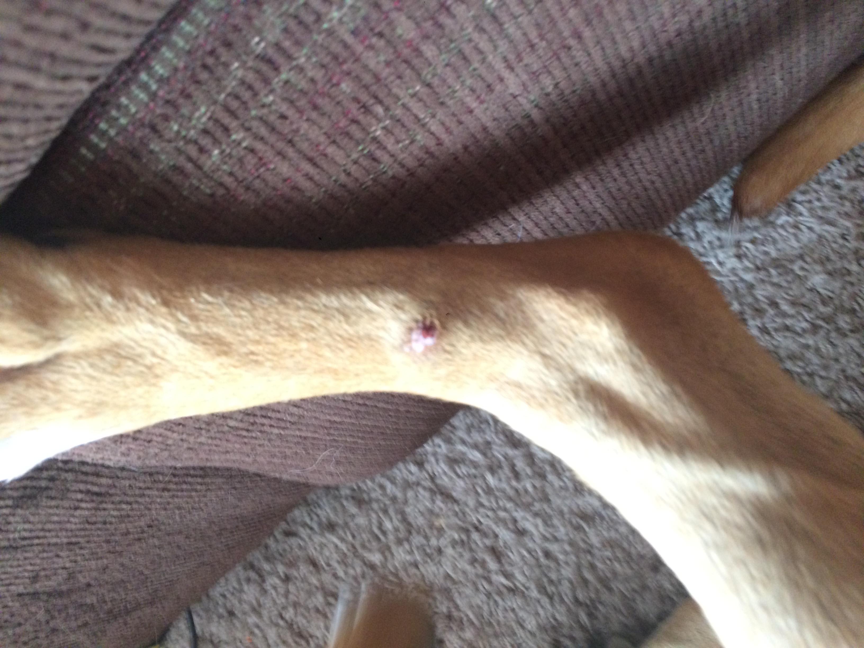 What are bleeding, painful growths on my dog's legs and paws? | Petco