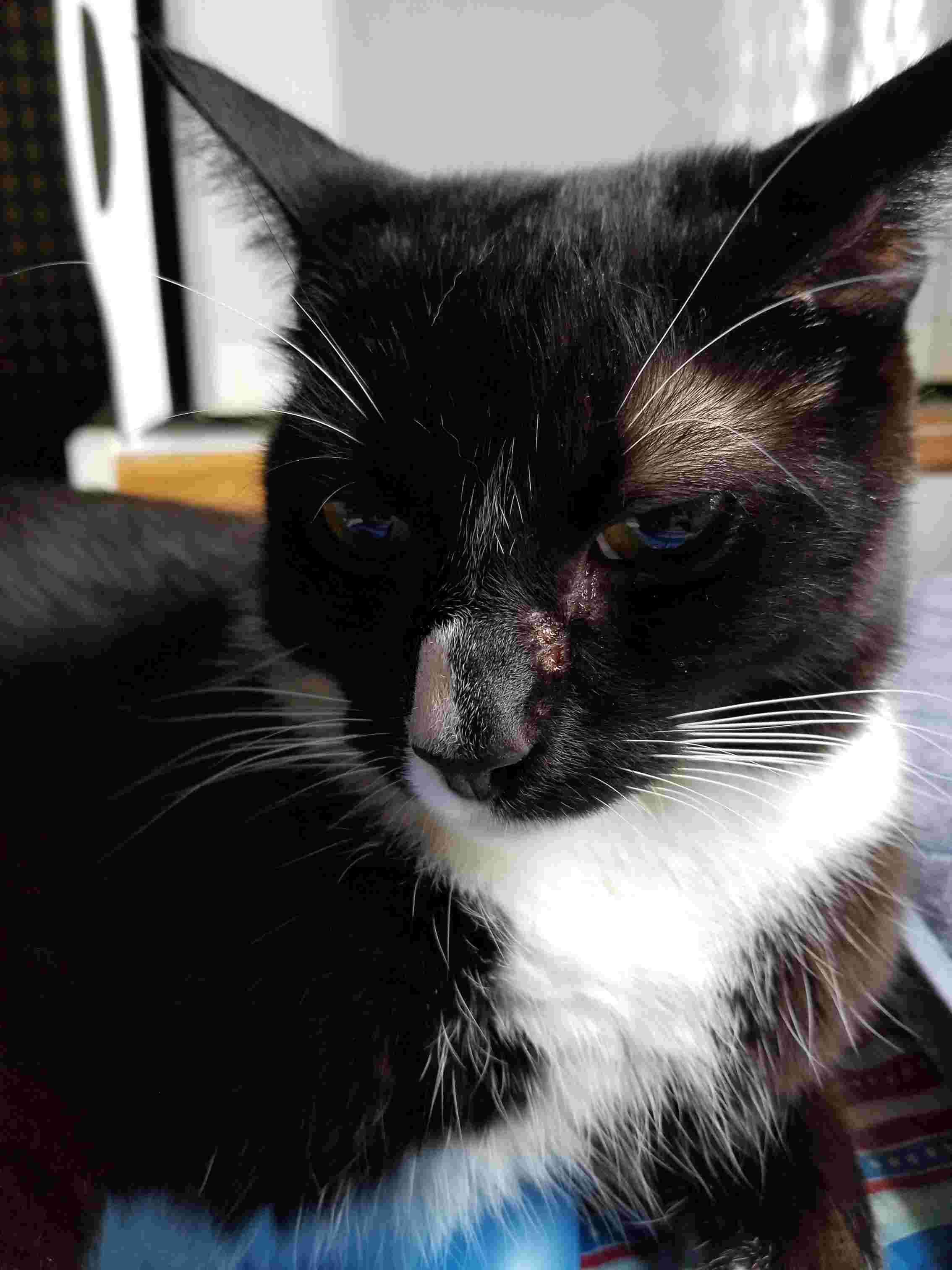 Cat Eye Scab Not Healing from Scratching? Don't Use Human Meds! | Petco
