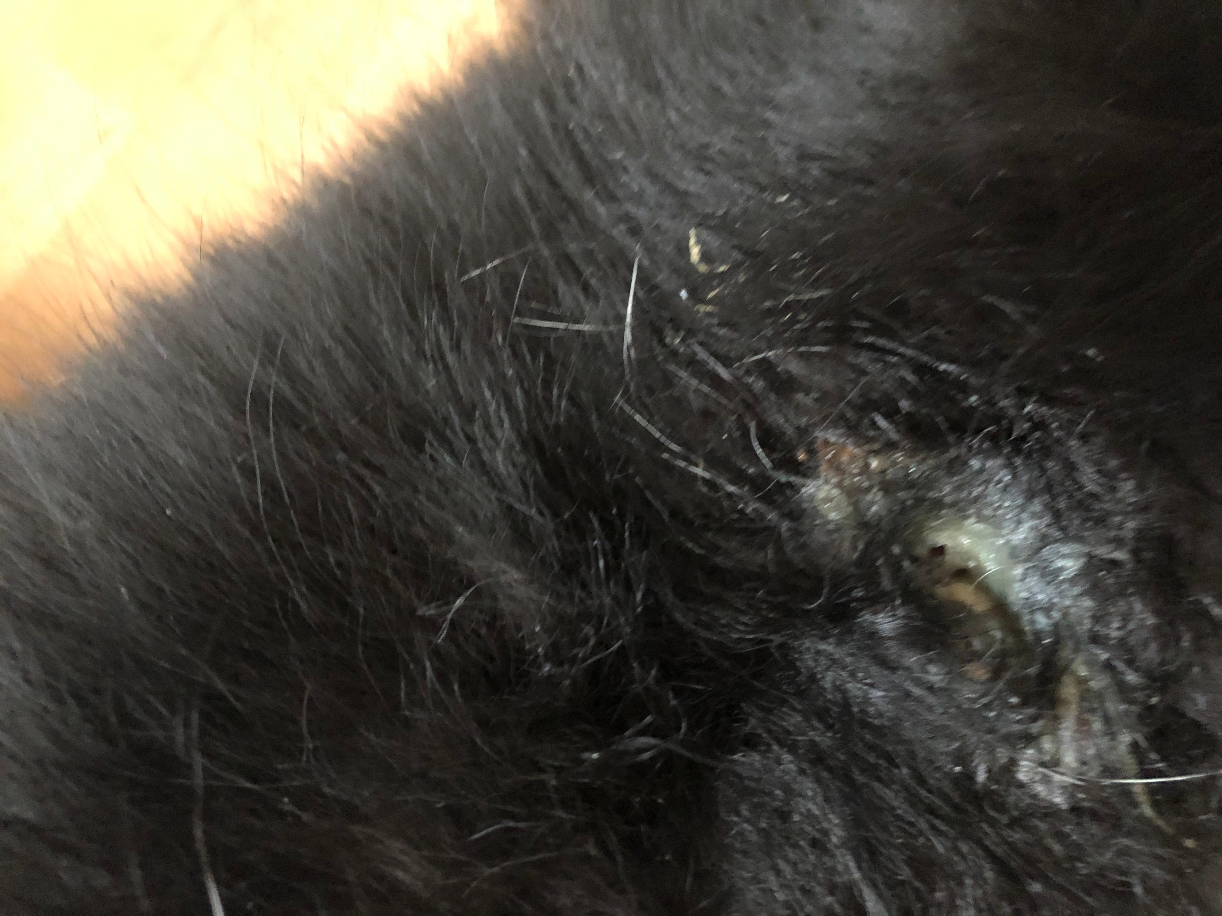 My dog's back scab smells, has green pus, won't heal. What now? | Petco