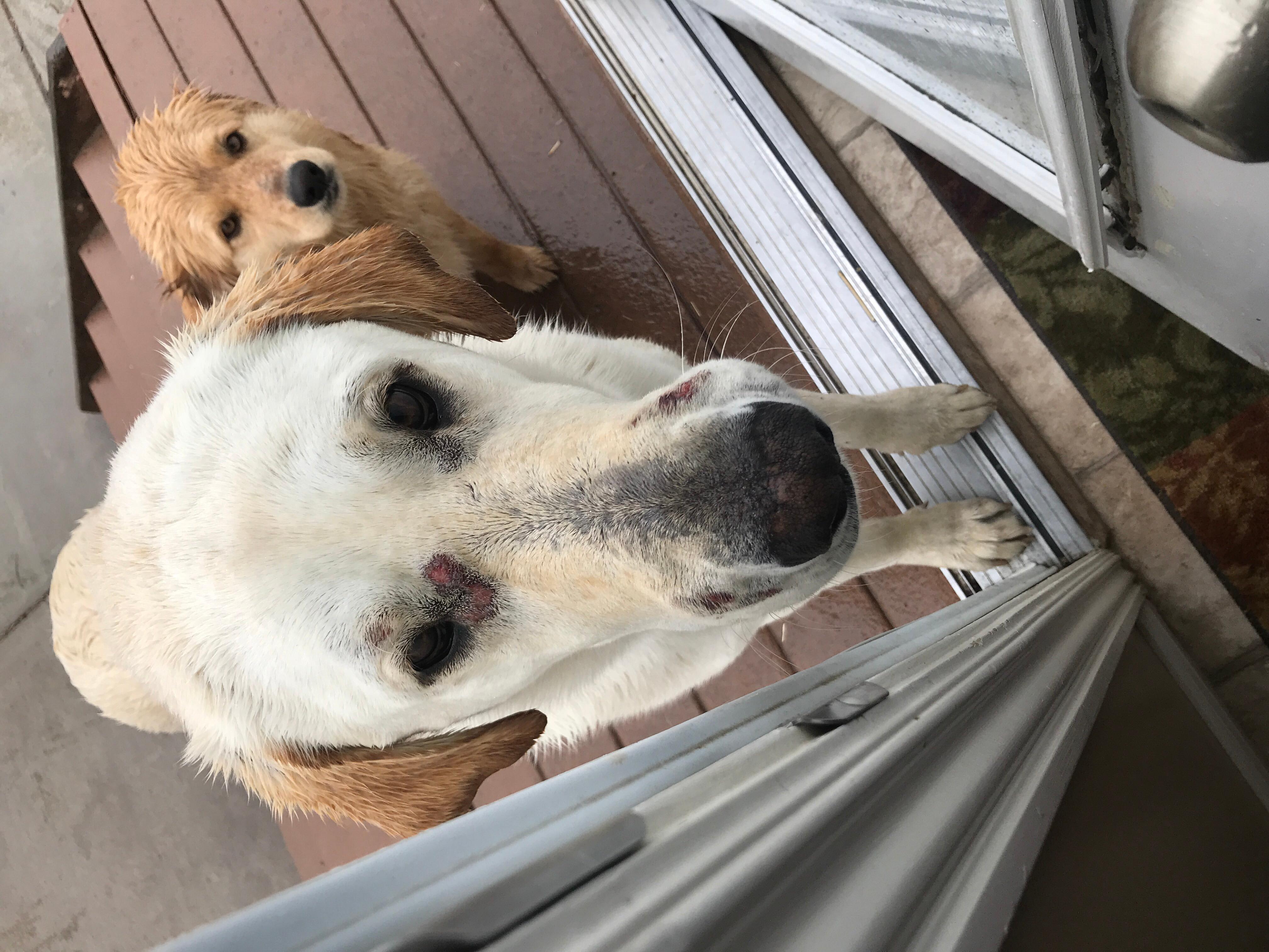 My Dog Has Red Bumps on His Face That Are Spreading. What Is It? | Petco