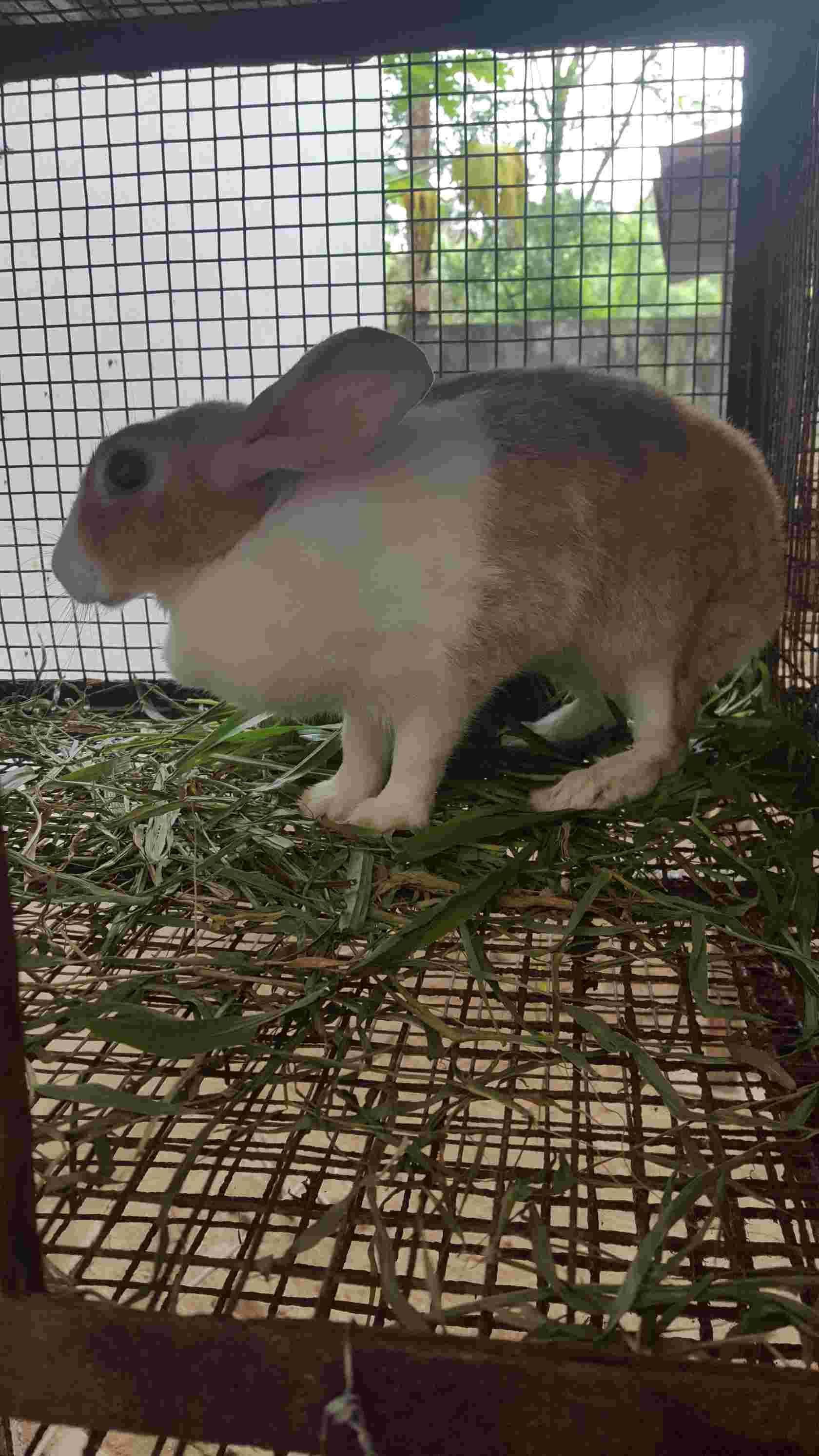 My rabbits are sick, not eating, and hunched. What can I do? | Petco