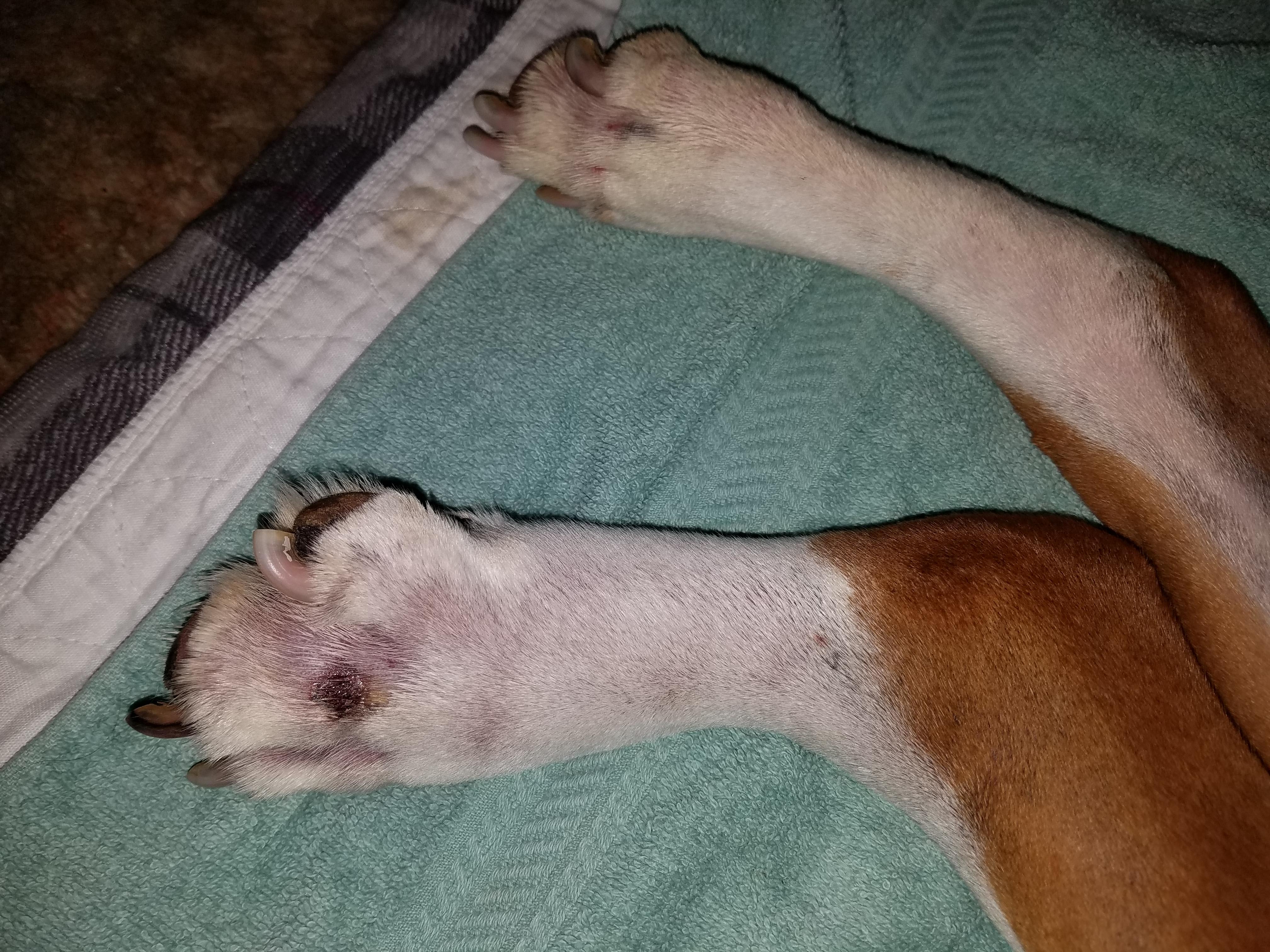 My Boxer Has Cancer & Swollen Paw: How to Make Her Comfortable | Petco