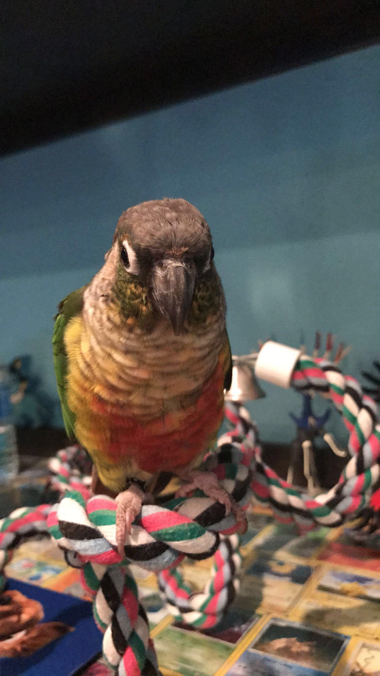 Green Cheek Conure Sick, Vomiting, Stumbling? What to Do? | Petco