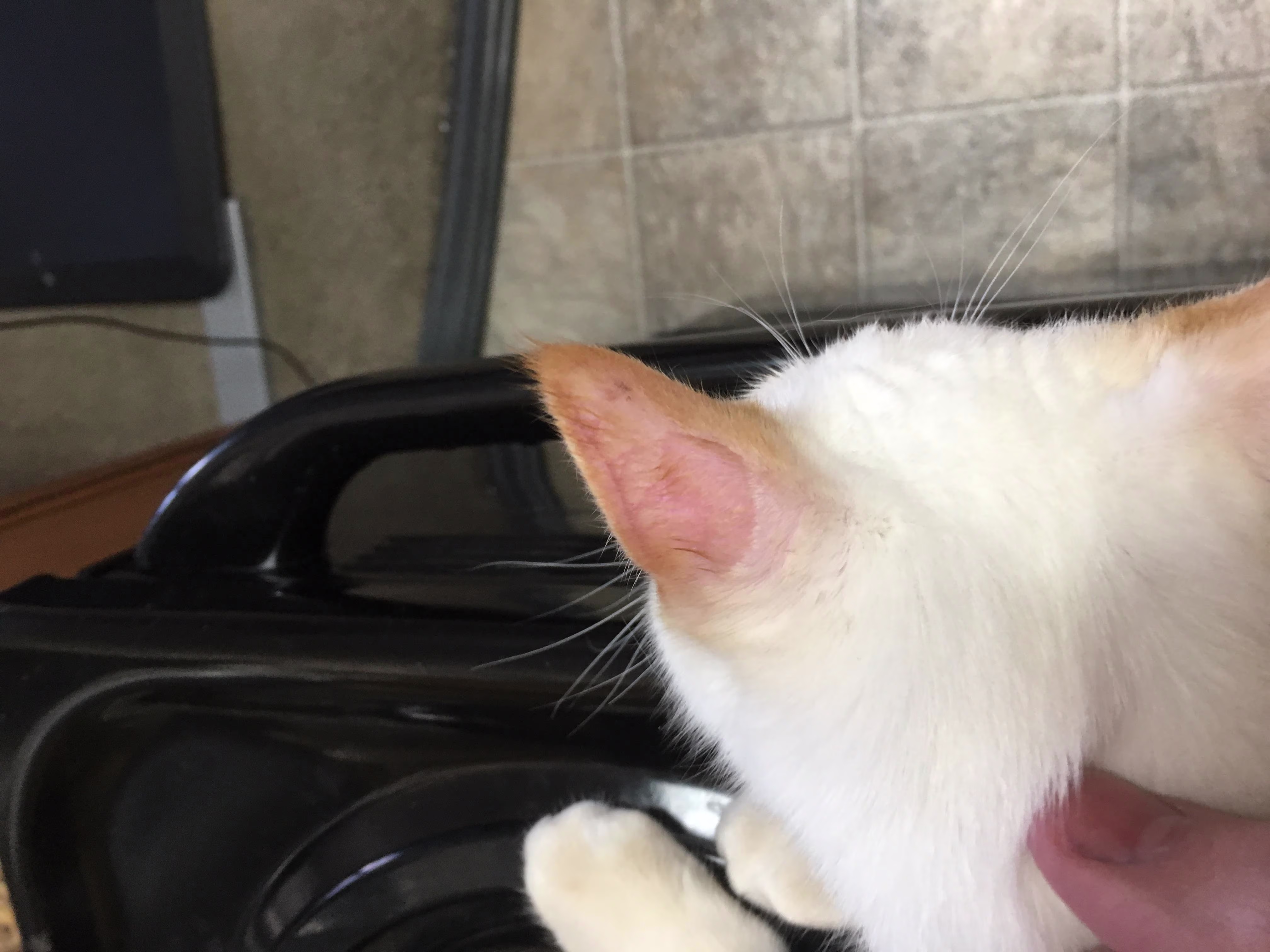 What's this sudden red spot on my cat's ear? Is it ringworm? | Petco
