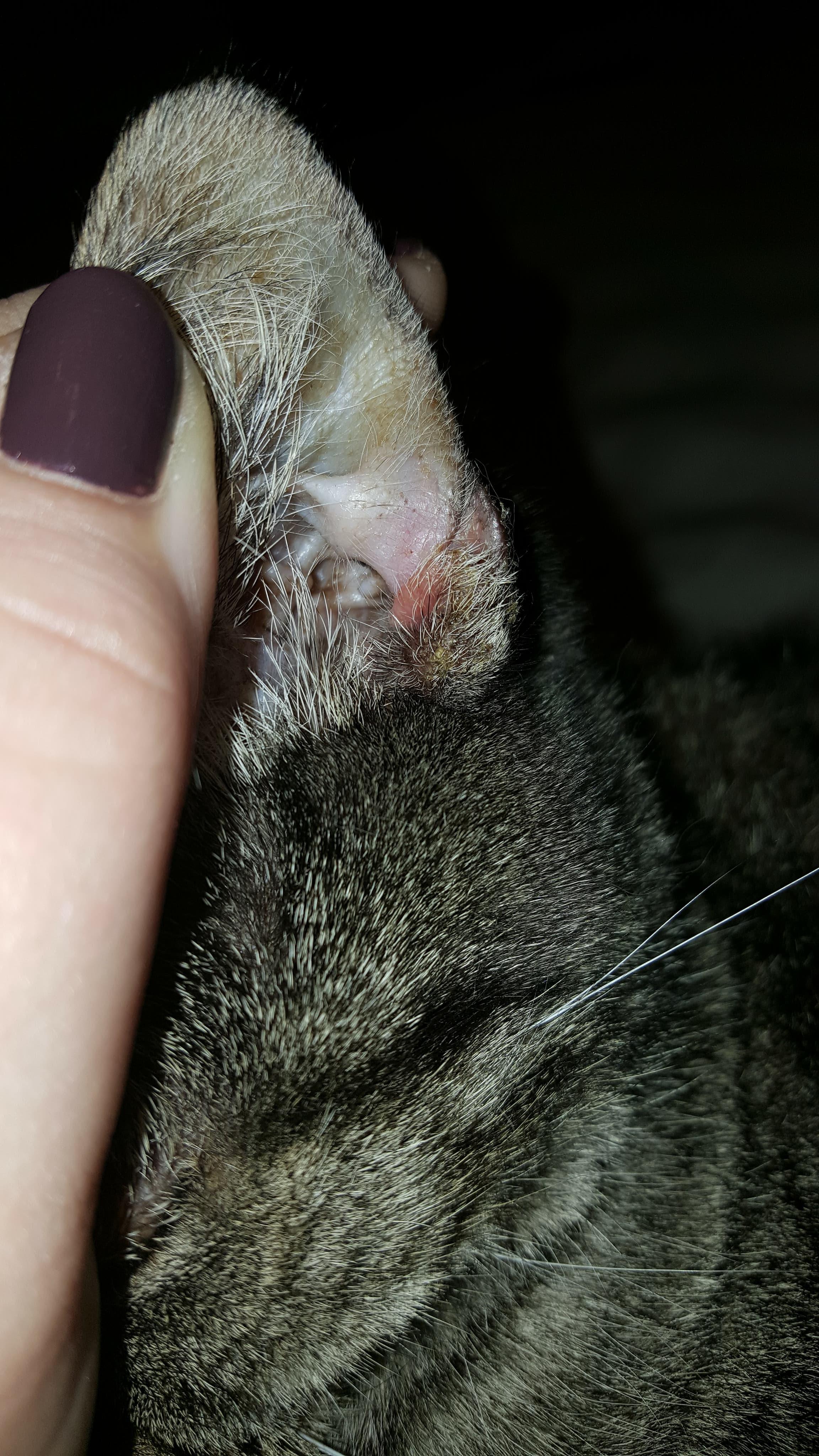 Cat nose scabs, ear crusts, hair loss. Should I see a vet? | Petco