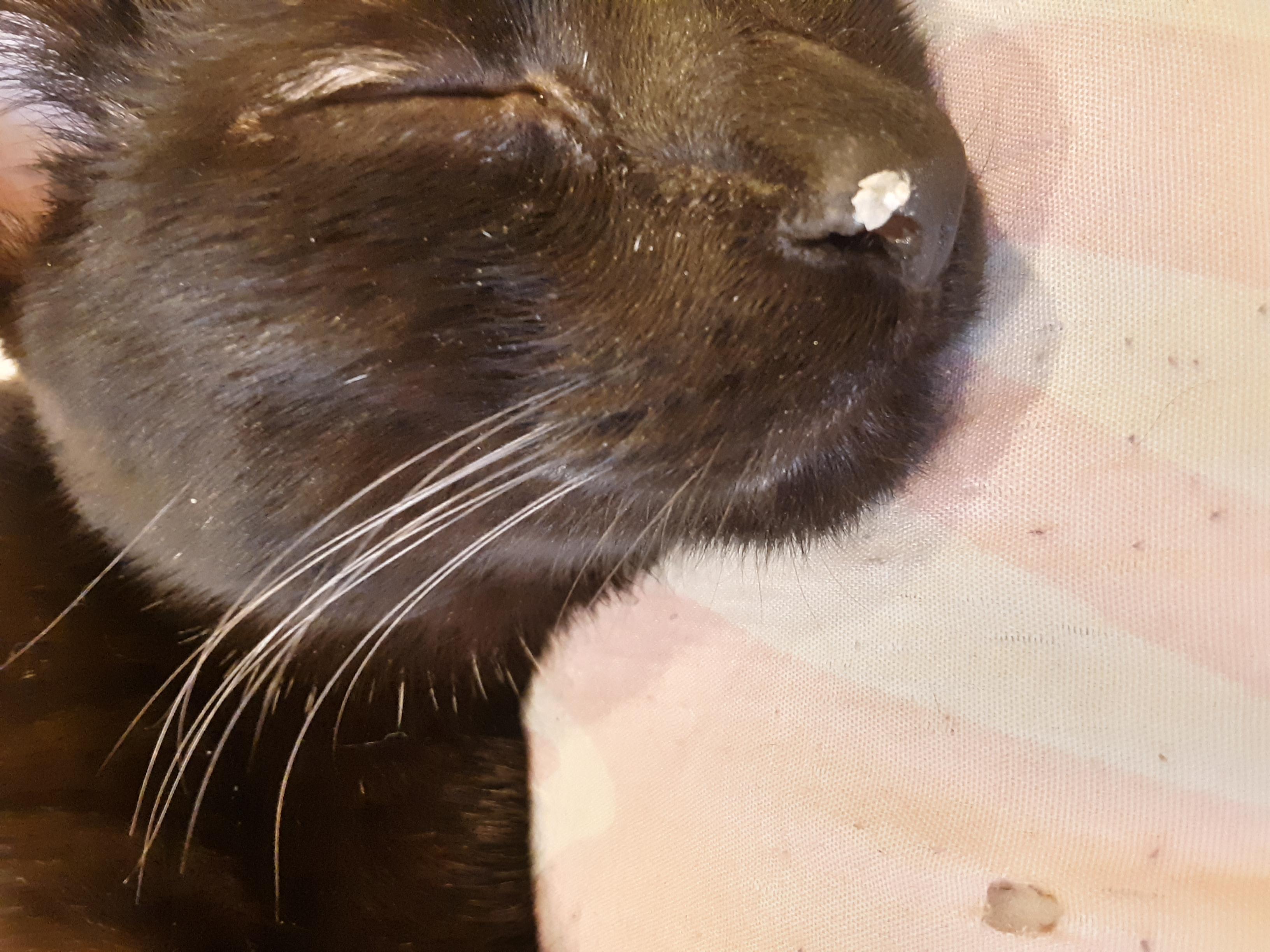 Why does my cat have a scab on her nose that won't pick off? | Petco