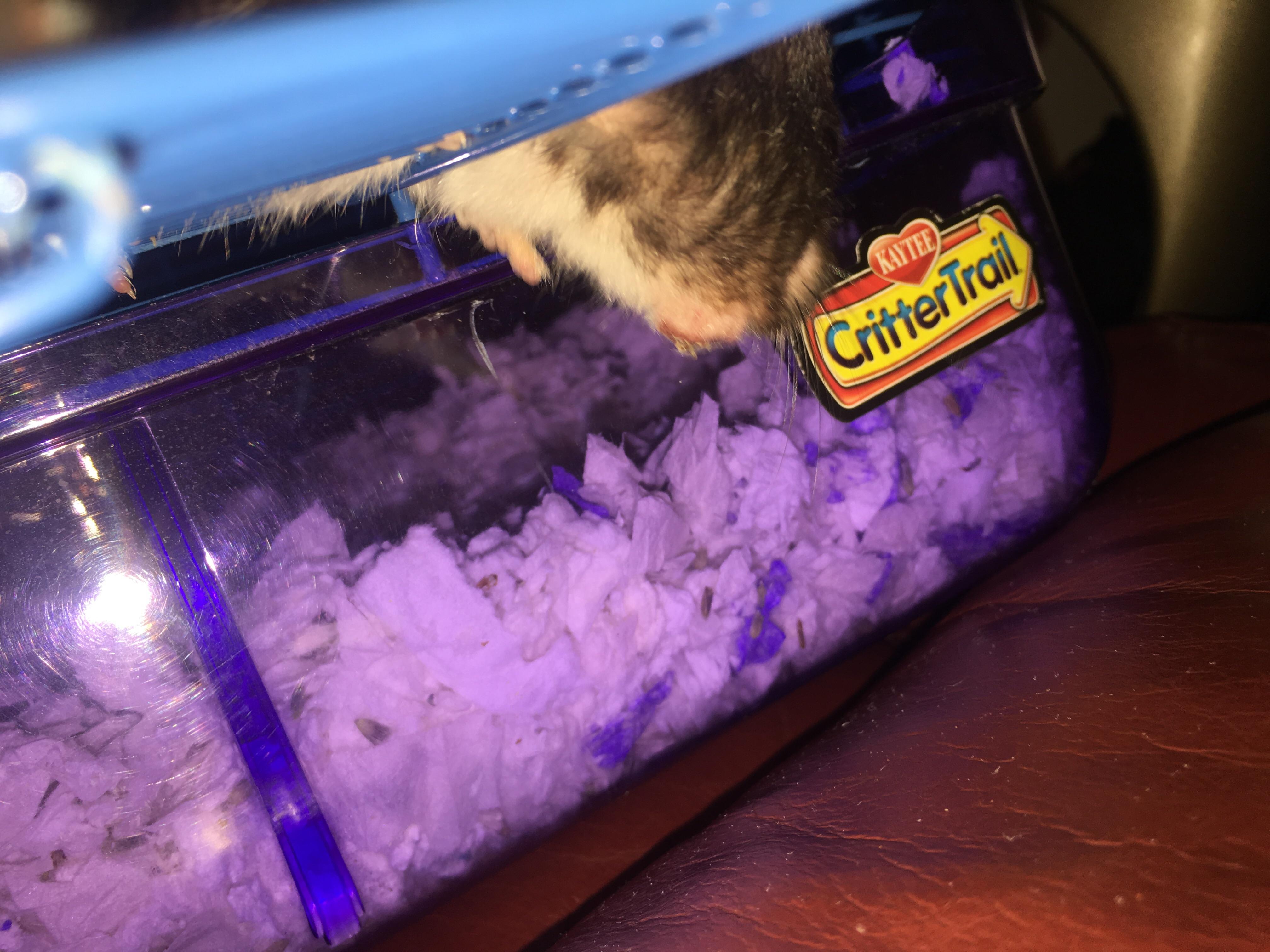 My hamster's chin is swollen and getting bigger. Is it an abscess? | Petco