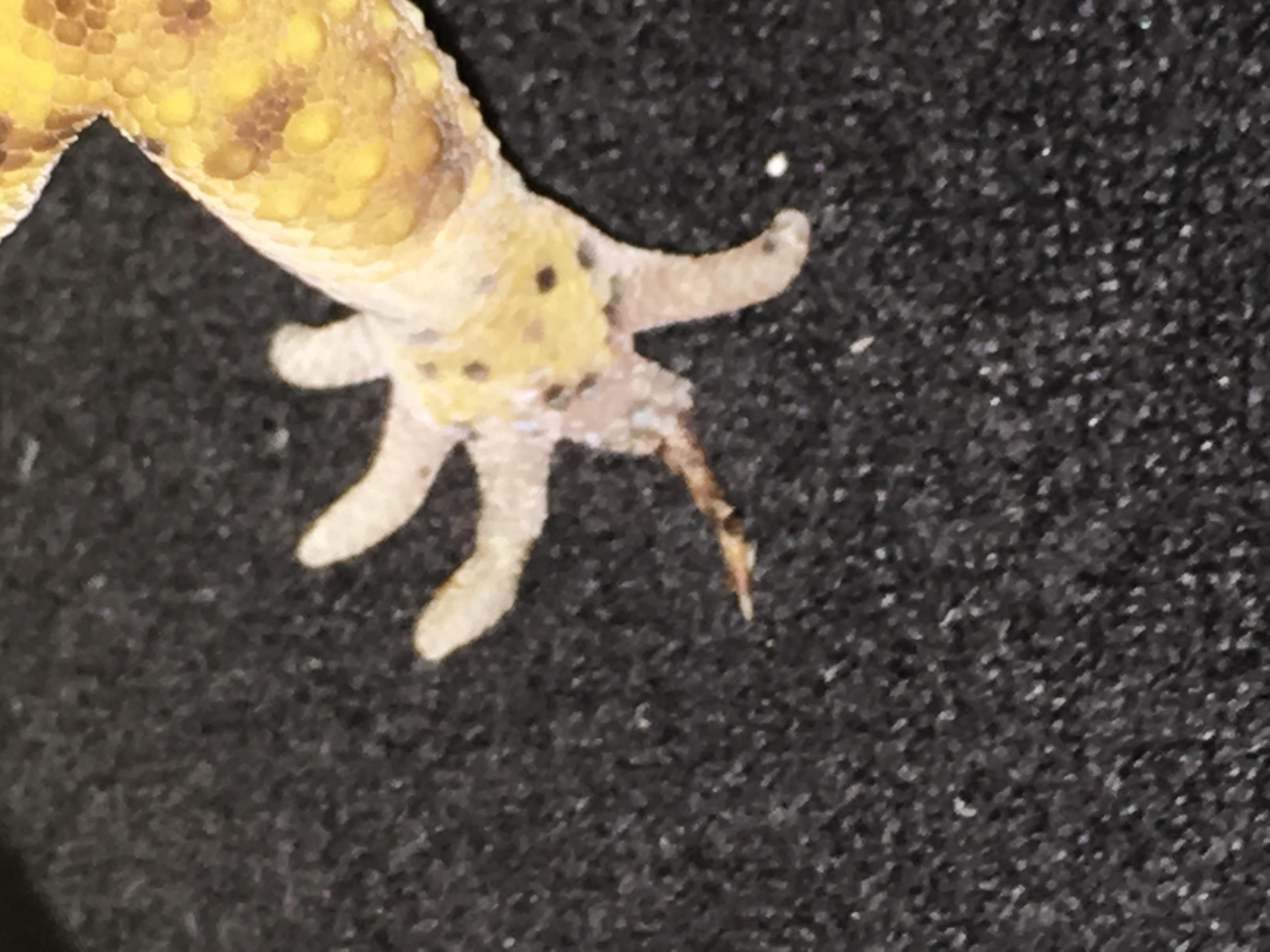 Why is my leopard gecko's toe brittle, discolored, and falling off? | Petco