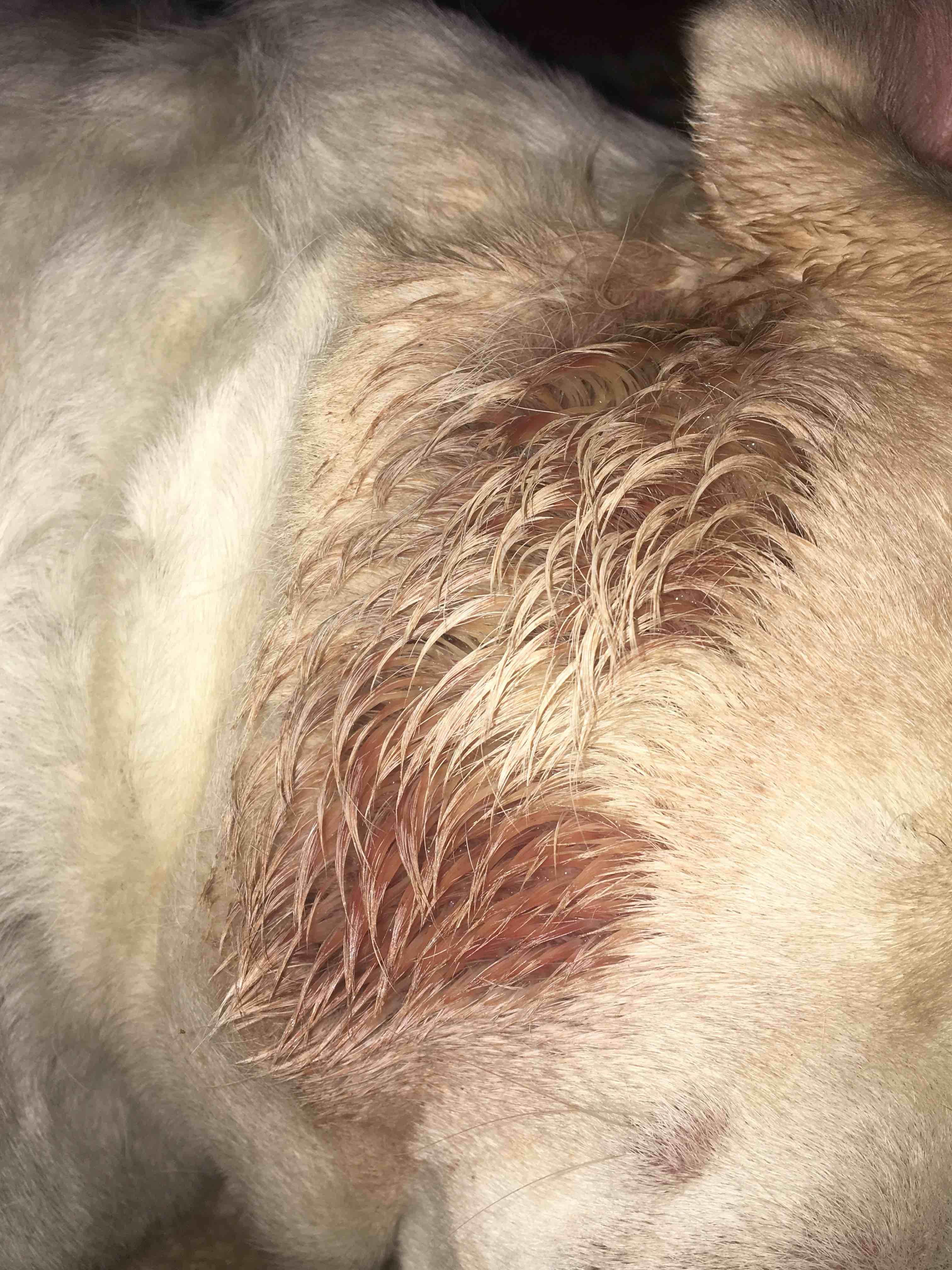 Hi, my labrador has been acting very sick for about a week and it’s ...