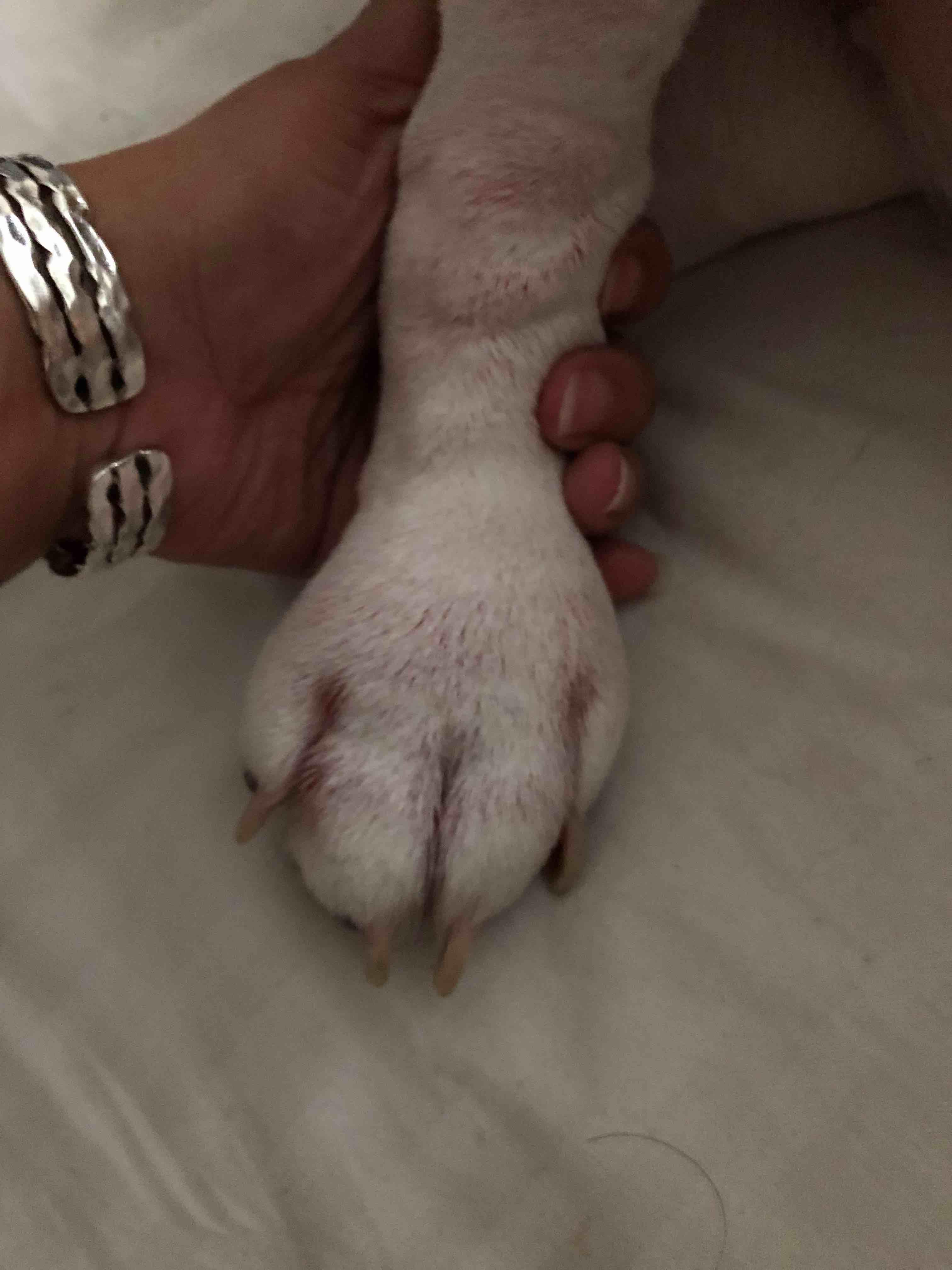 My dog's paw is swollen and she's panting. Should I go to the vet? | Petco