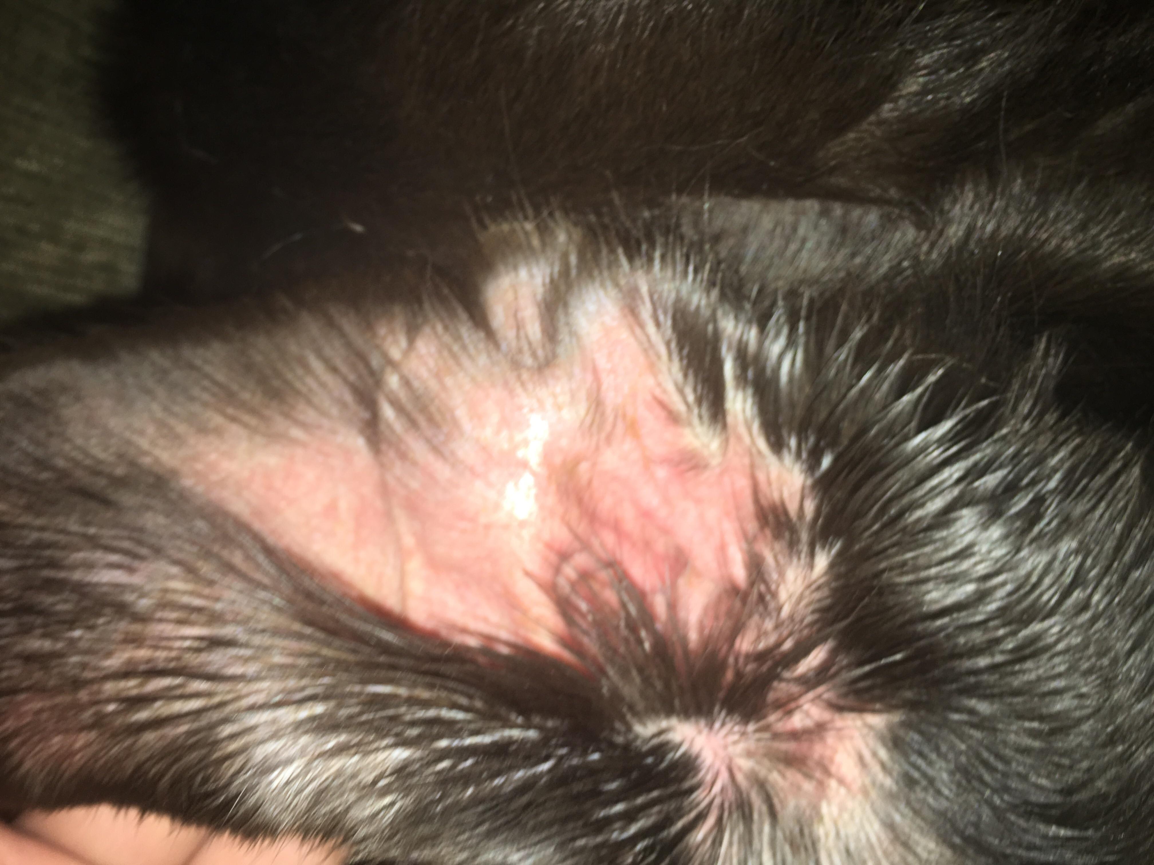 My Dog's Shaking Head with Ear Rash? What to Do At Home | Petco