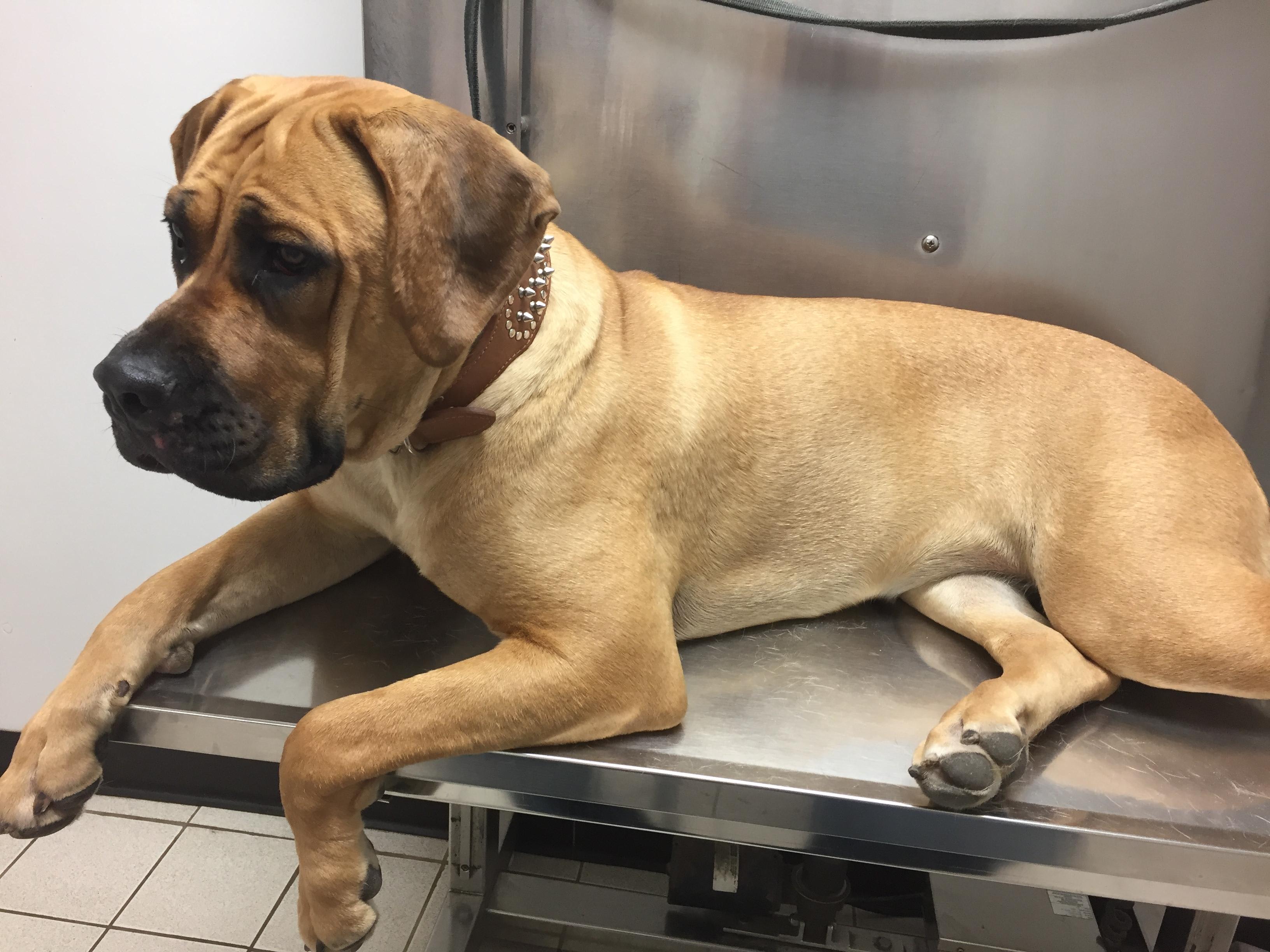 Why Does My Dog Have Recurring Acne & Swollen Lymph Nodes? | Petco