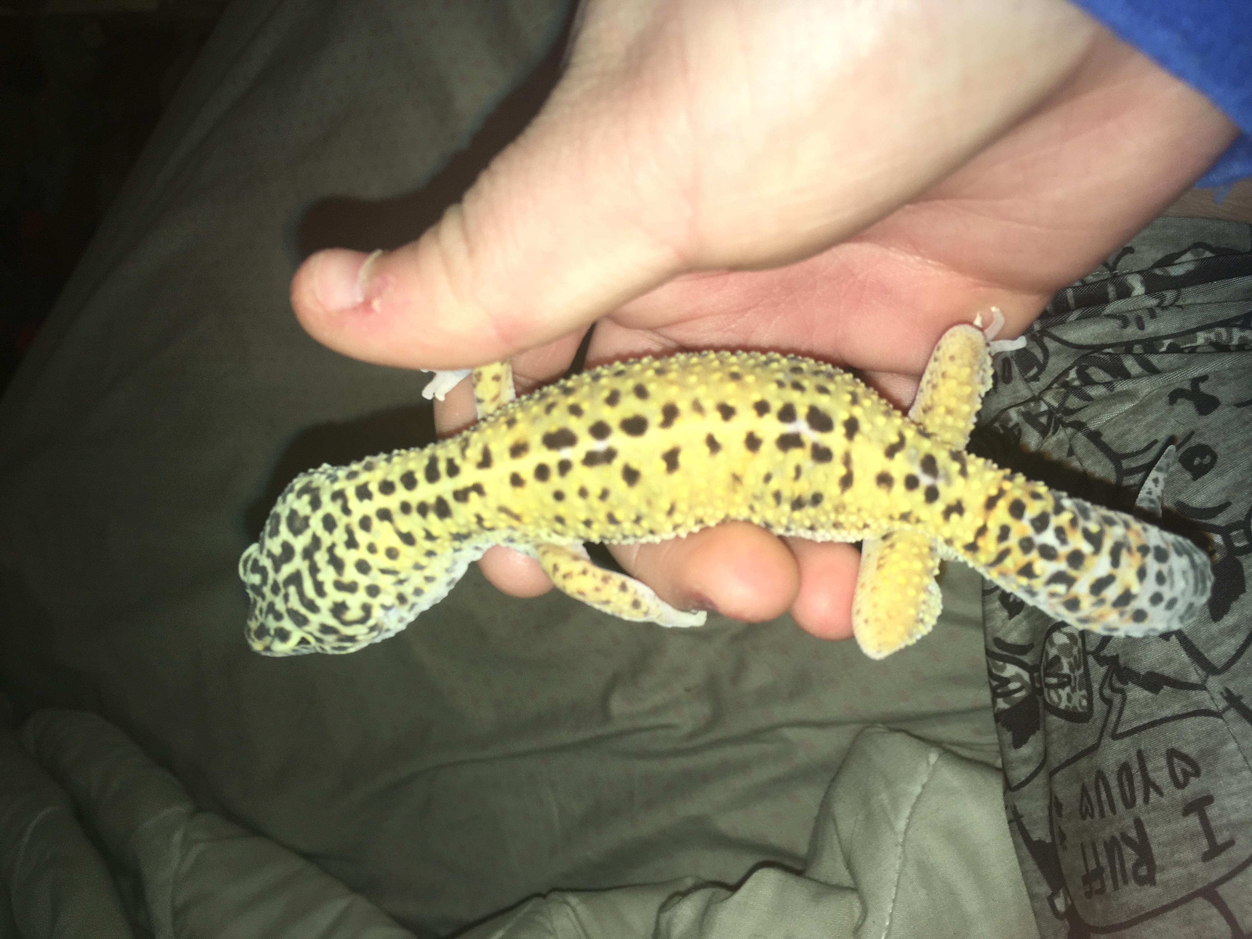My Leopard Gecko is Bleeding from Its Vent: What to Do? | Petco