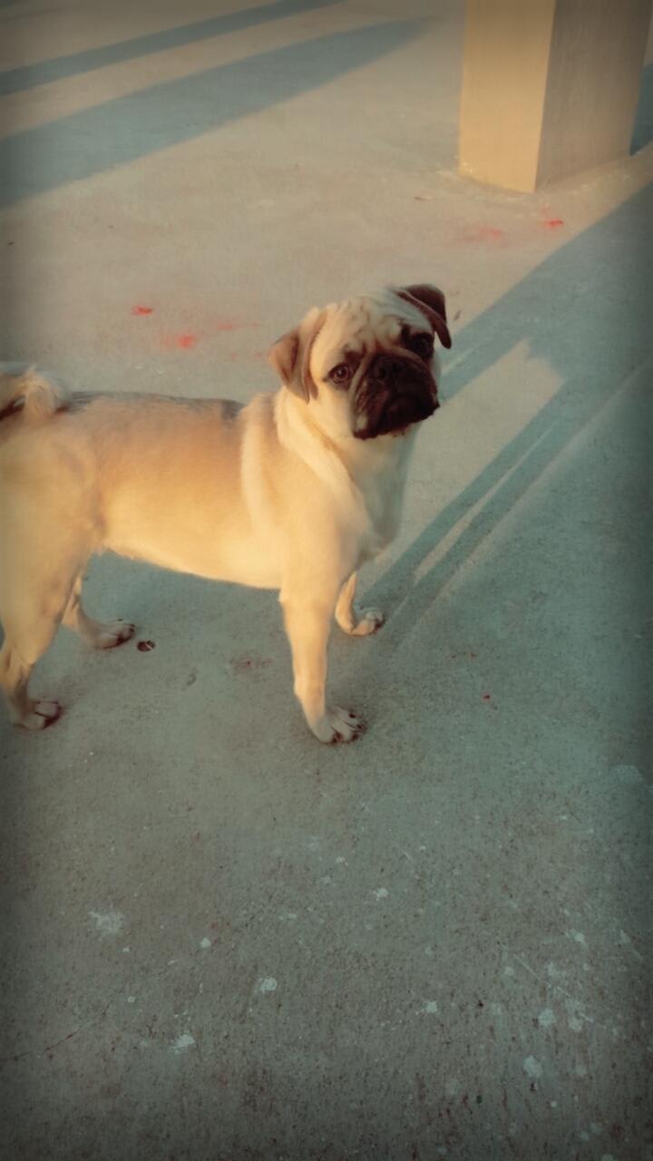 My 8-Month Pug Looks Skinny: Is Her Weight Healthy? Best Food? | Petco