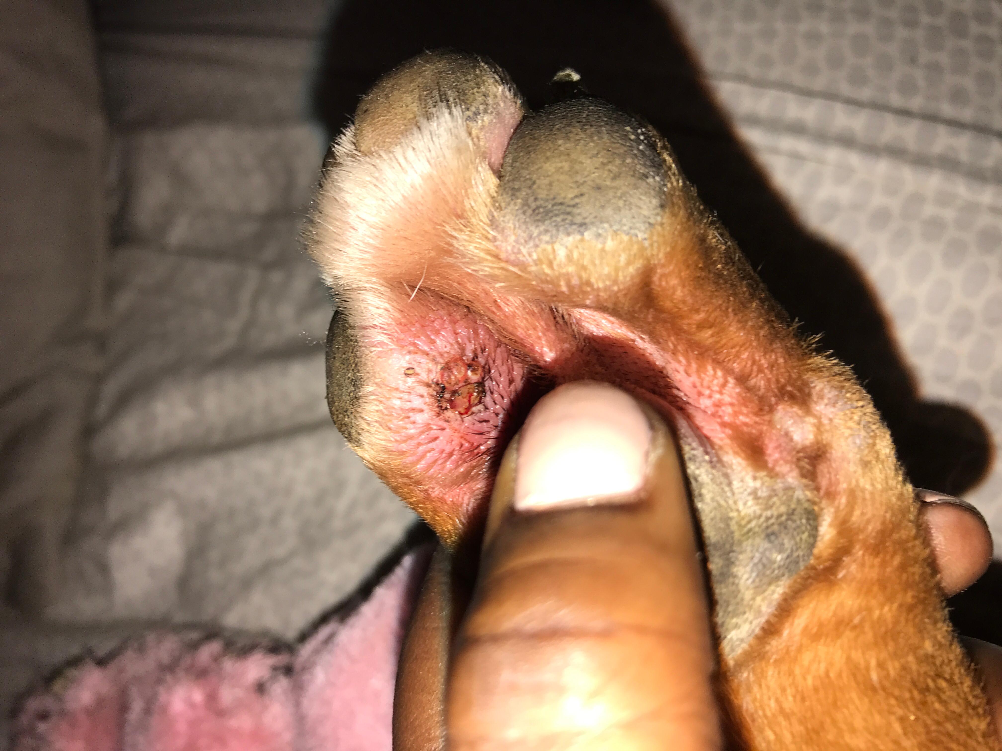 My dog has a bleeding paw lesion. Is Paw Guard effective? | Petco