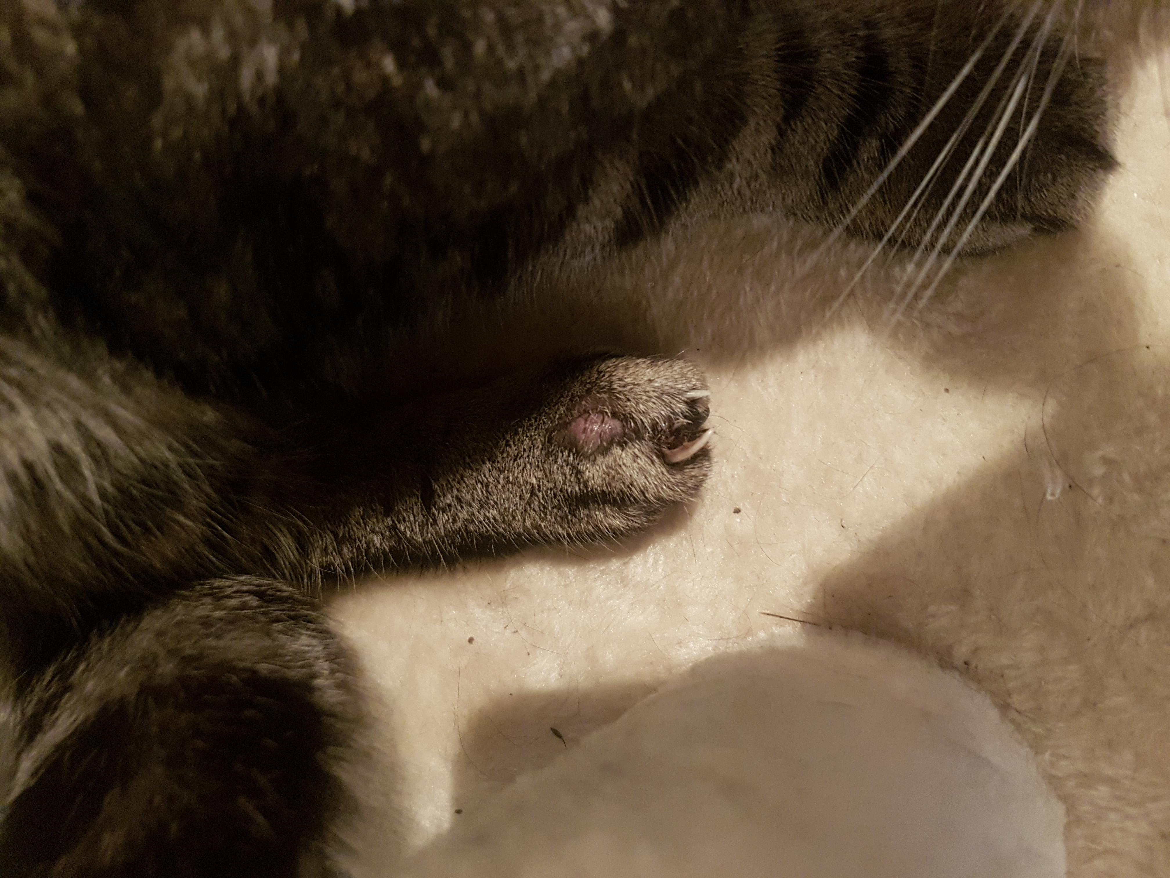 Cat's Paw Claw Bleeding, Smelling, Hanging Off? When to See a Vet | Petco