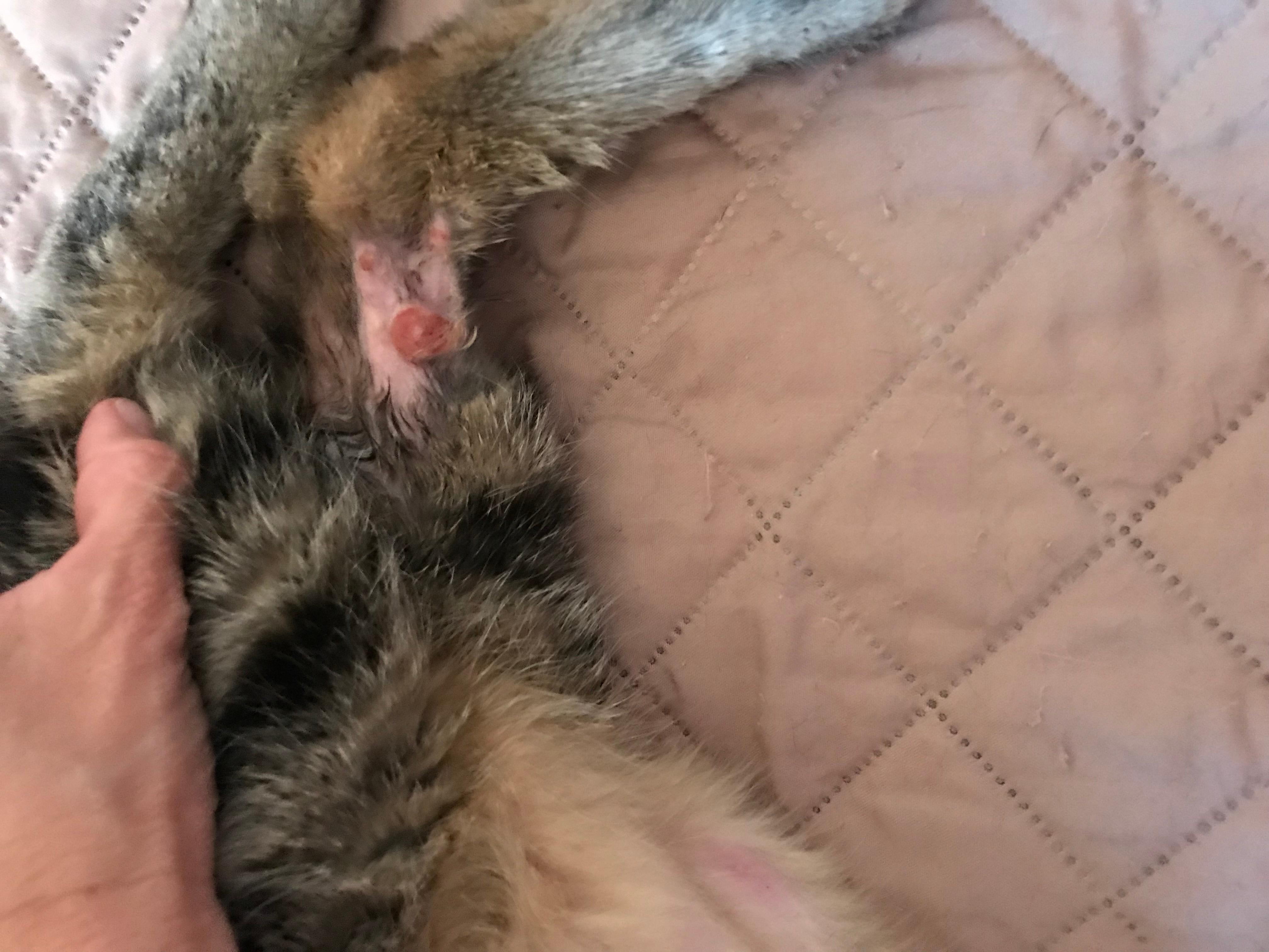 Senior Cat Lump Changed Size & Texture? Should You Worry? | Petco