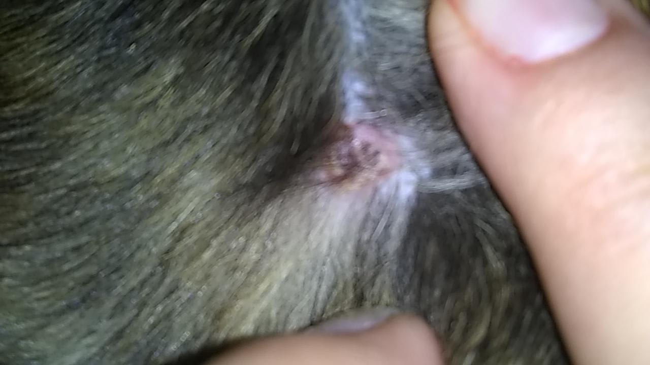 My Dog Has a Red Scabby Bump on Rib: Should I Worry? | Petco