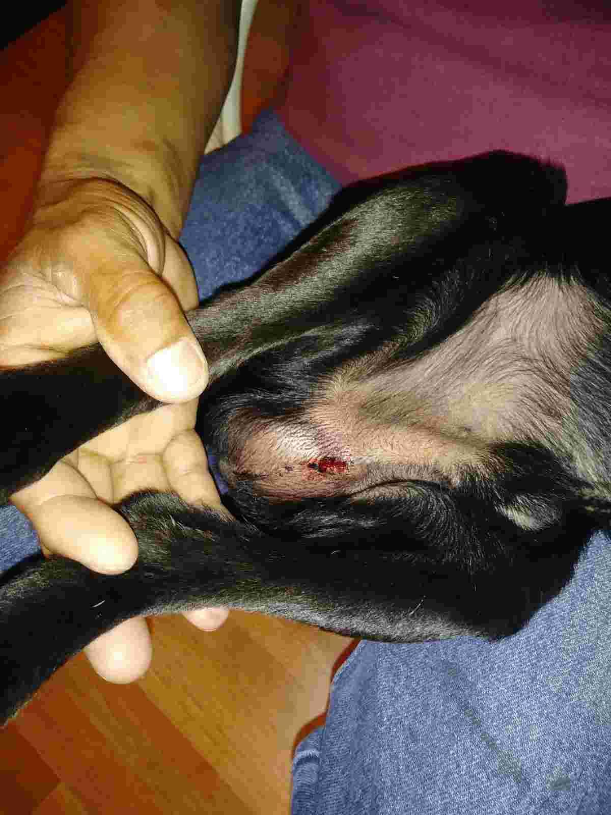 What to Do When Your Dog's Neuter Incision Bleeds 9 Days Post-Op | Petco