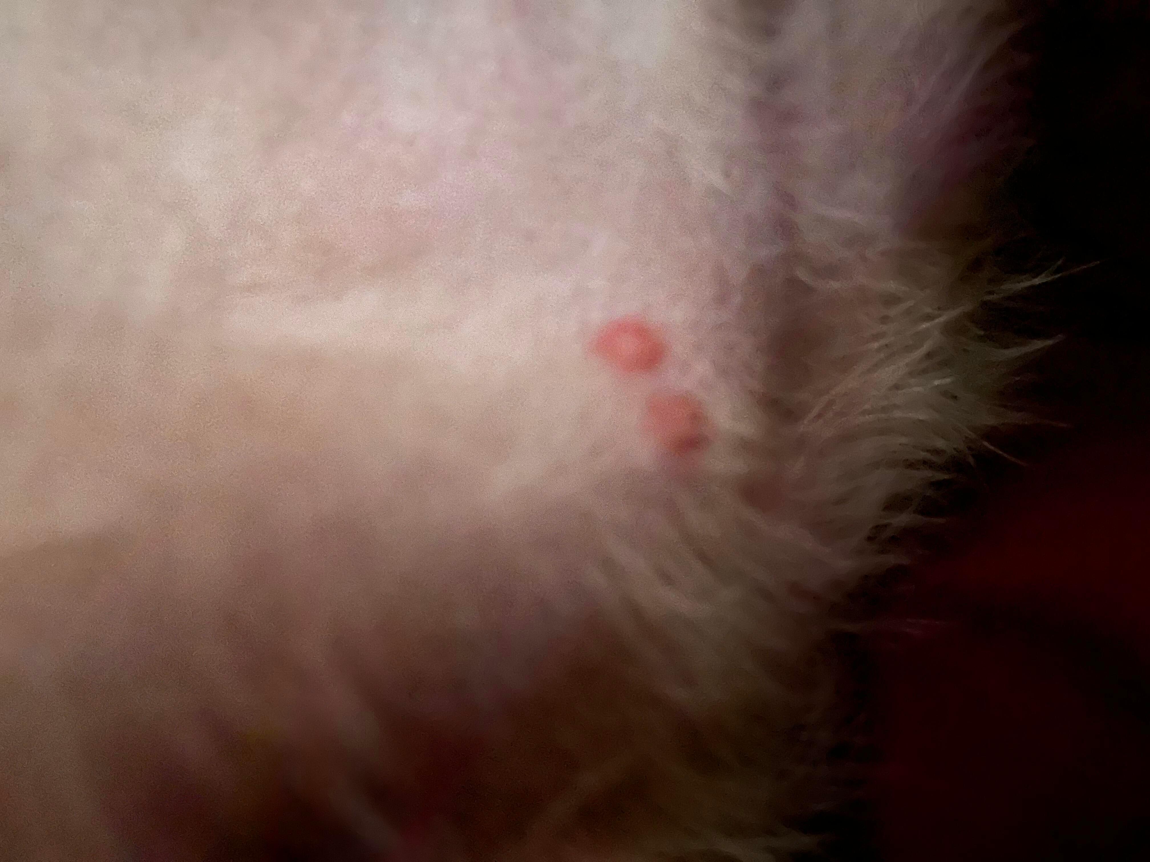 Why does my dog have sudden red blisters on his private area? | Petco