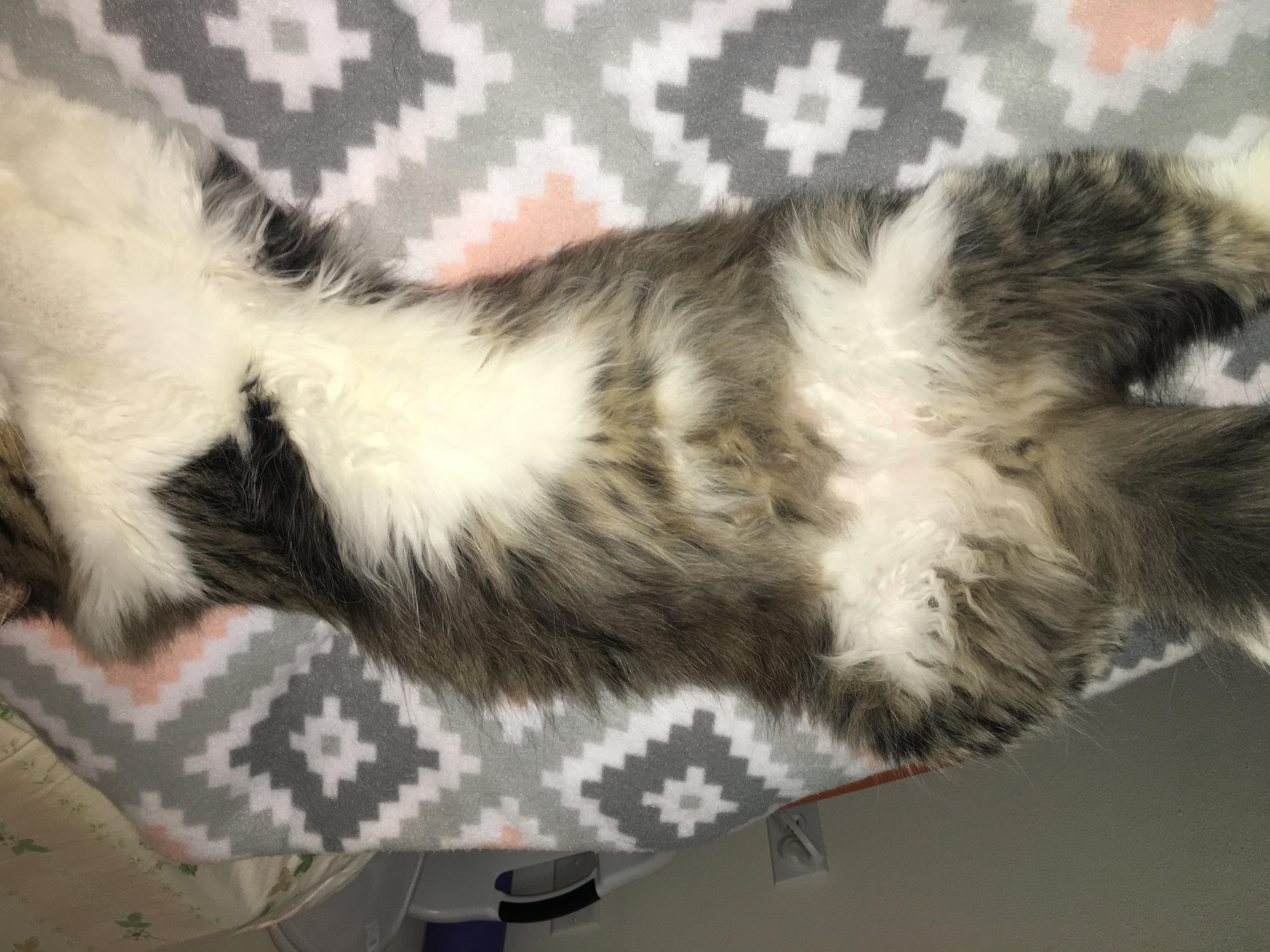 Cat's Sparse Belly Fur: Normal or Time to See a Vet? | Petco