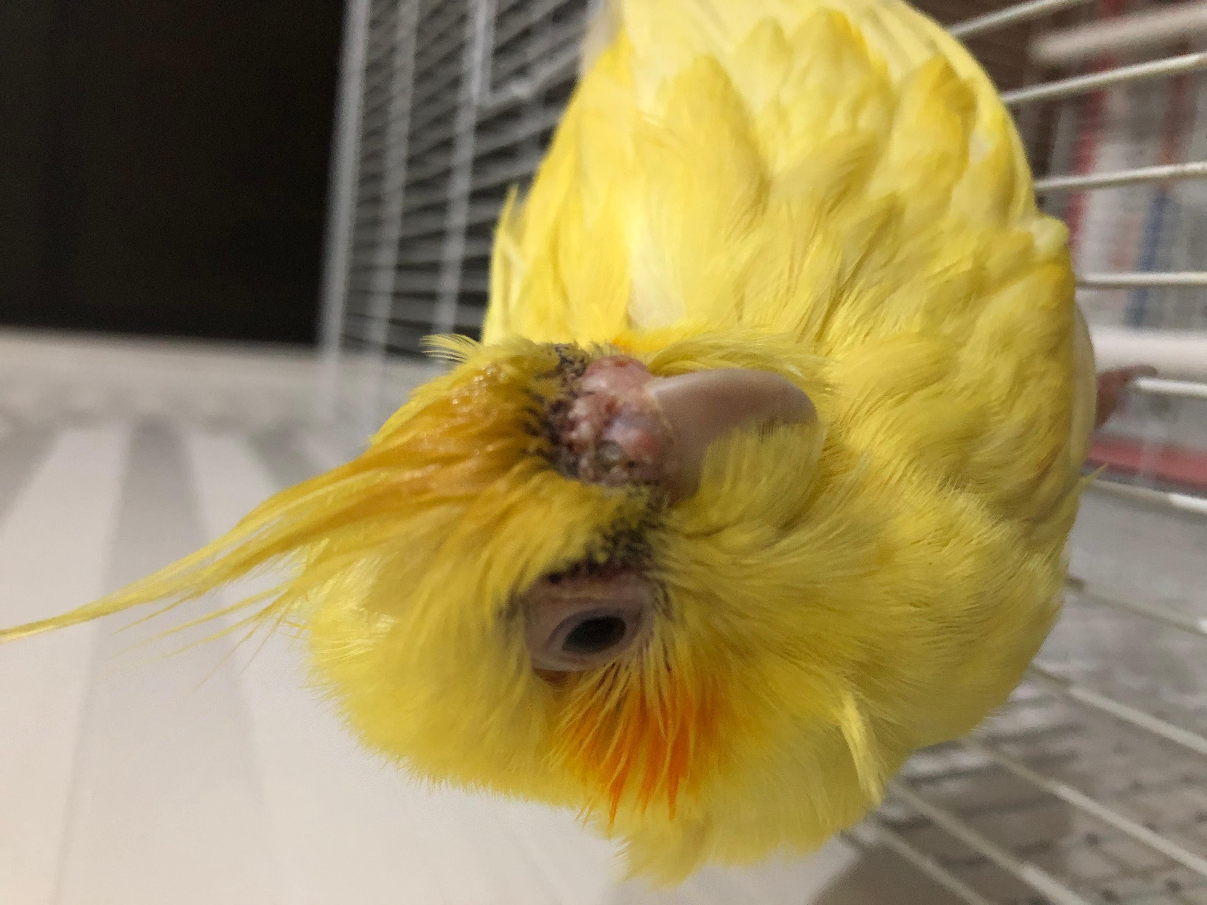 Why Is Your Bird's Nose Blocked & Hard to Breathe? | Petco