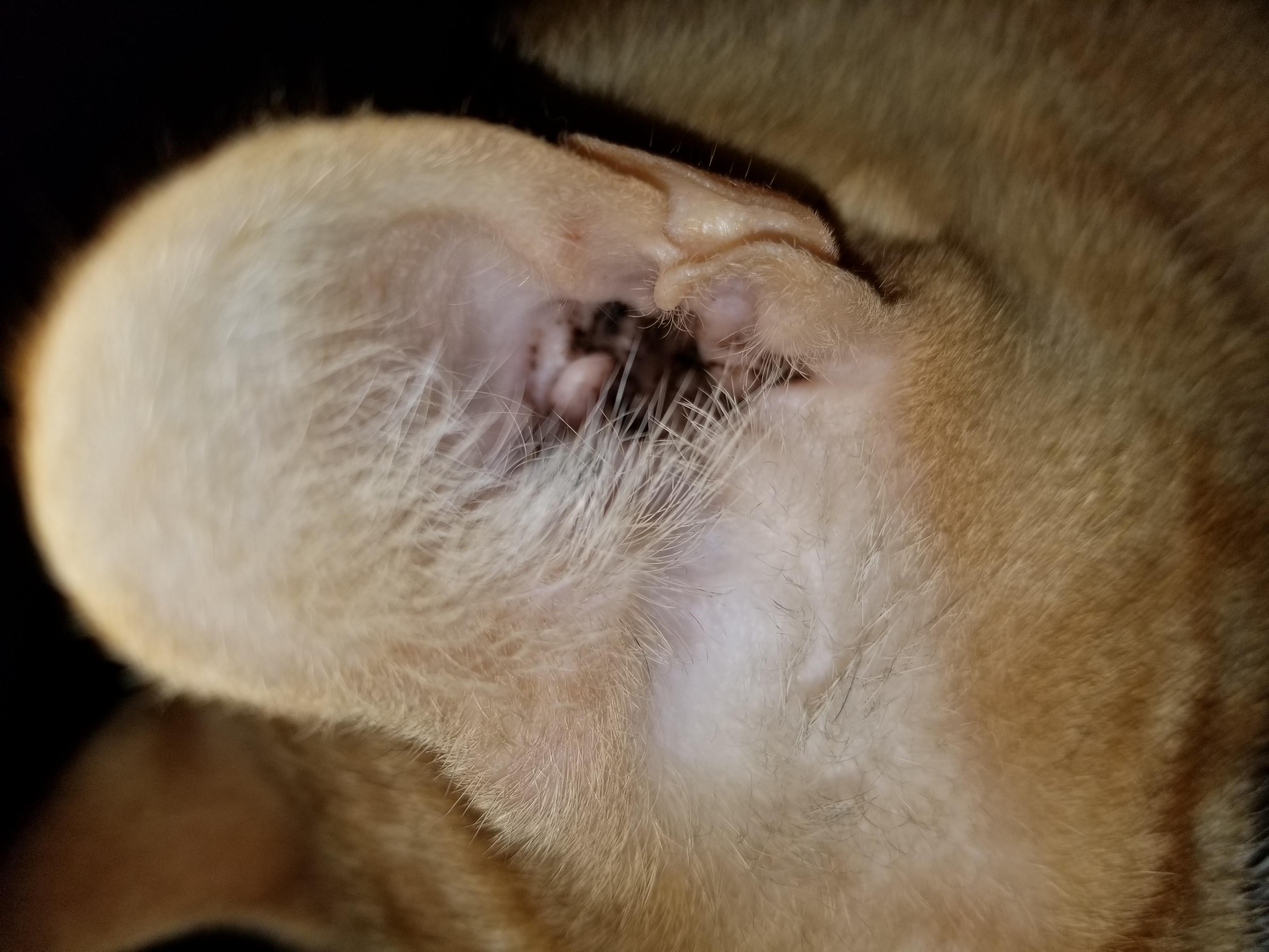 Is Sentry HC Ear Mite Medicine Safe for Cats' Black, Itchy Ears? | Petco