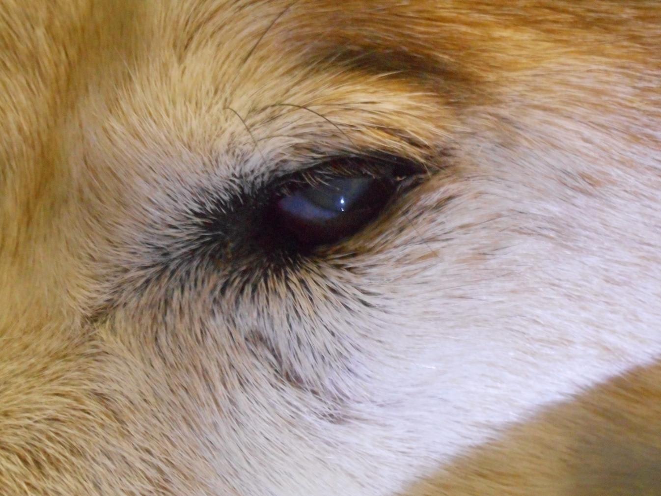My Dog's Eye Red, Bulging, Then Sunken? What to Do & When to Worry | Petco