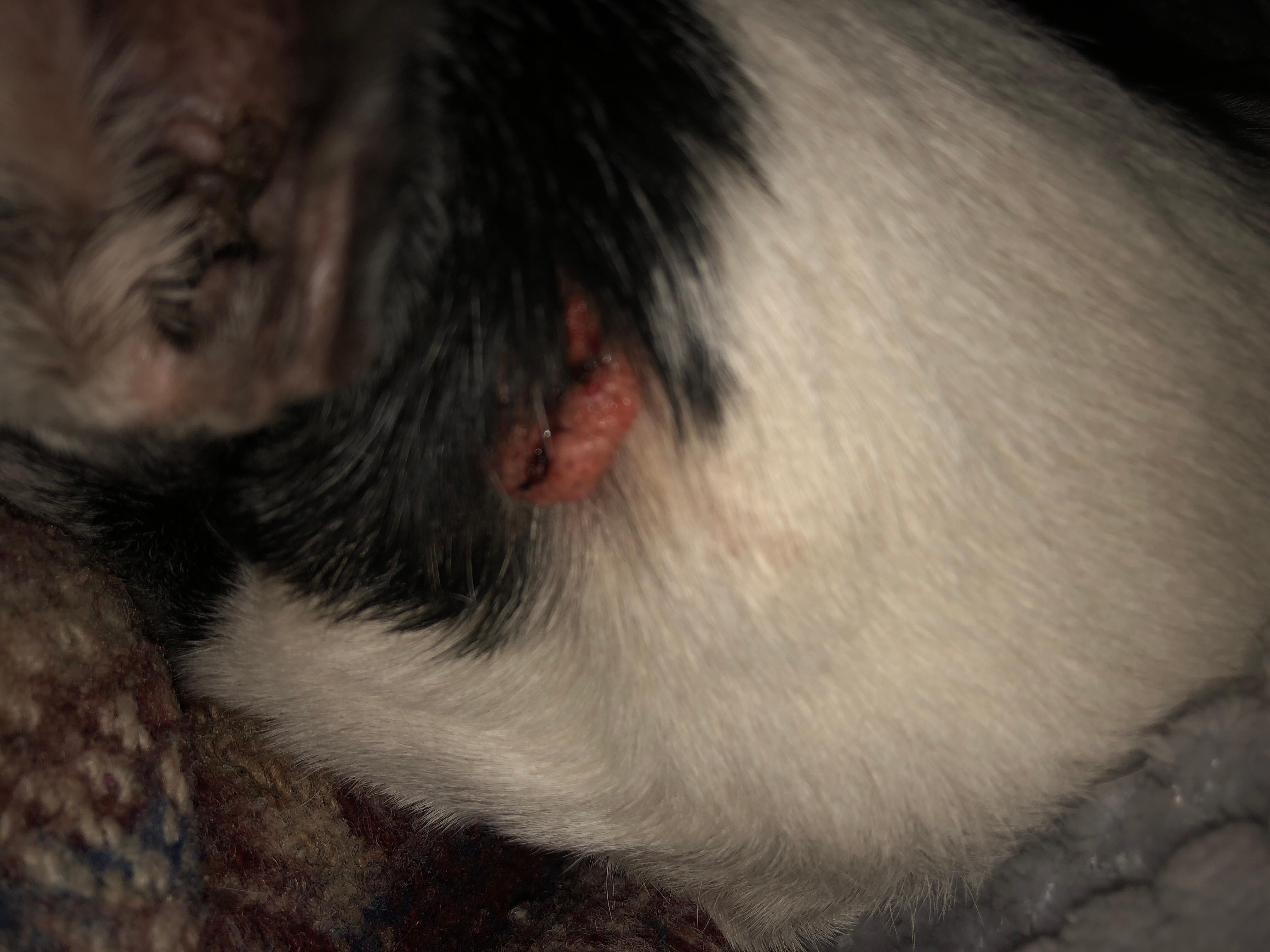 My Dog's Neck Wart Bleeding & Growing? Find Solutions | Petco