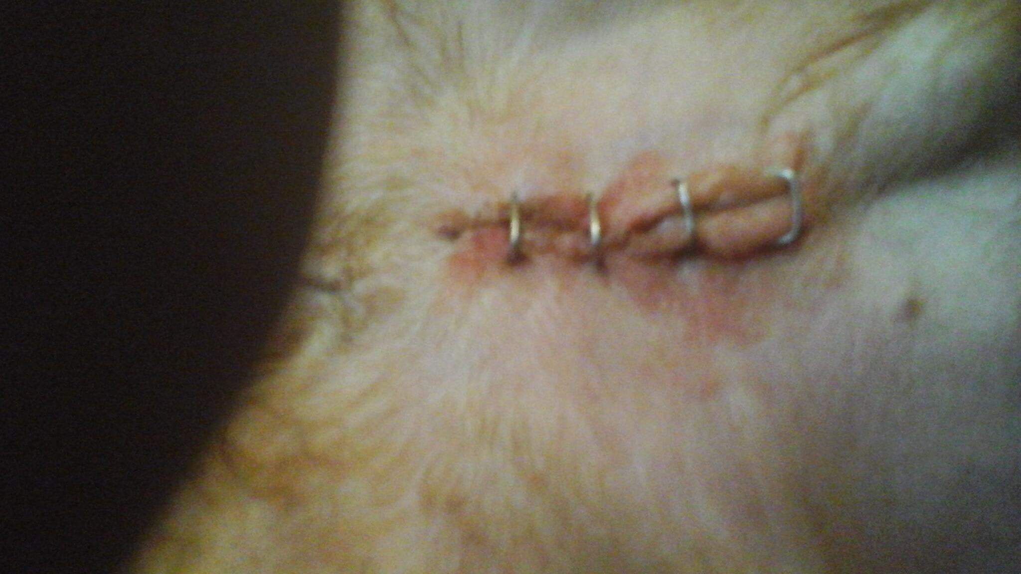 Puppy Neuter Wound Reopened? Bandage or E-Collar for Healing? | Petco