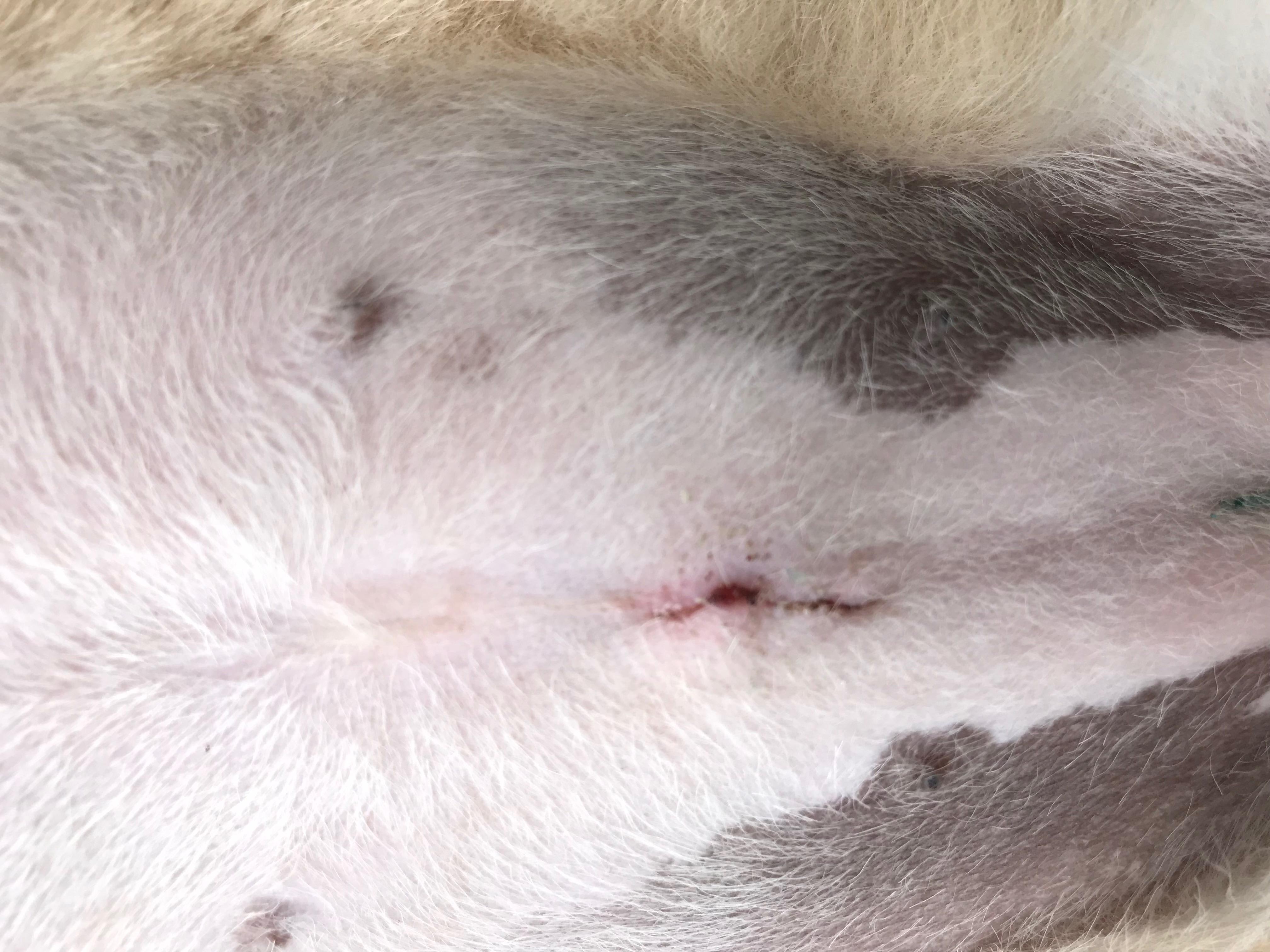 Is a red bump on my dog's spay incision normal after 9 days? | Petco