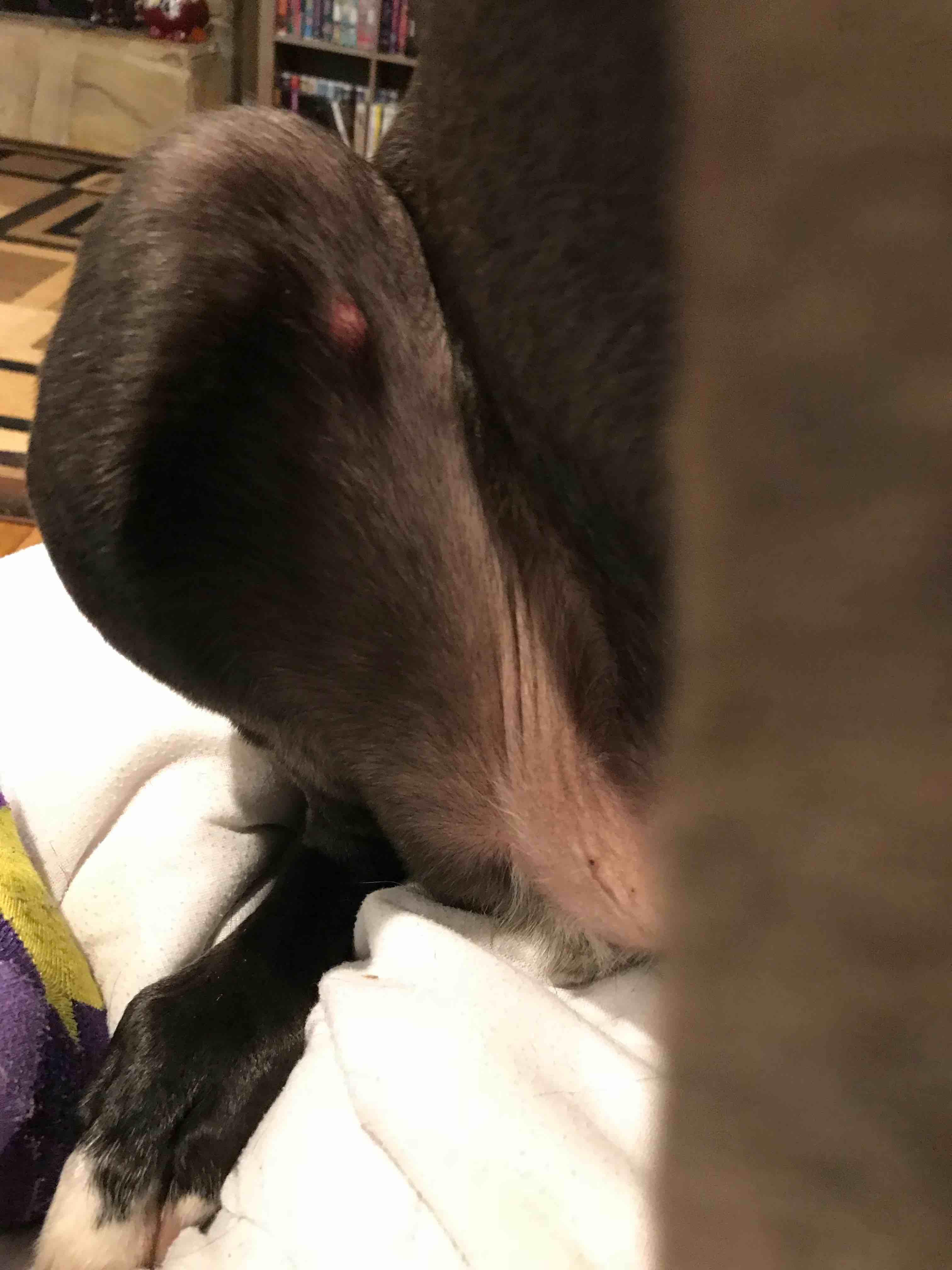 My Dog Has a Red, Hard Bump on Inner Thigh? What Could It Be? | Petco