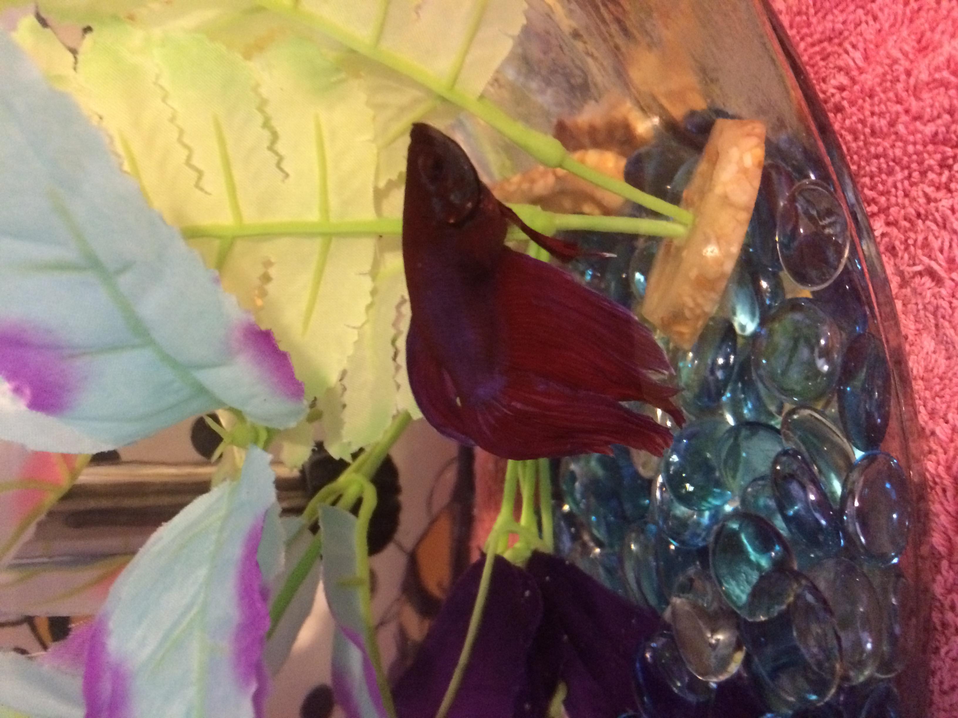 My Betta's Fins Are Damaged: Is It Fin Rot? How to Treat | Petco