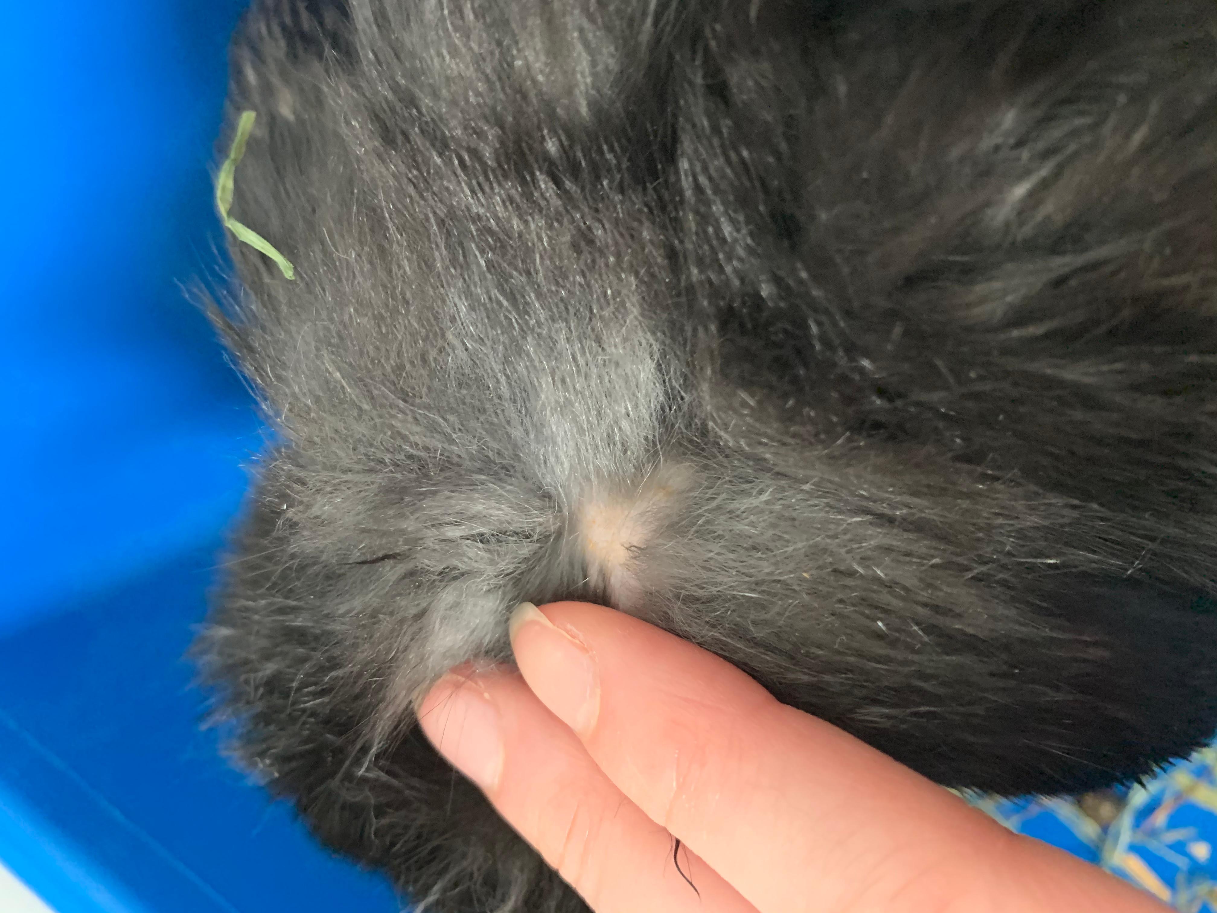 Rabbit has white flakes on fur & skin. Mites? Should you see a vet? | Petco