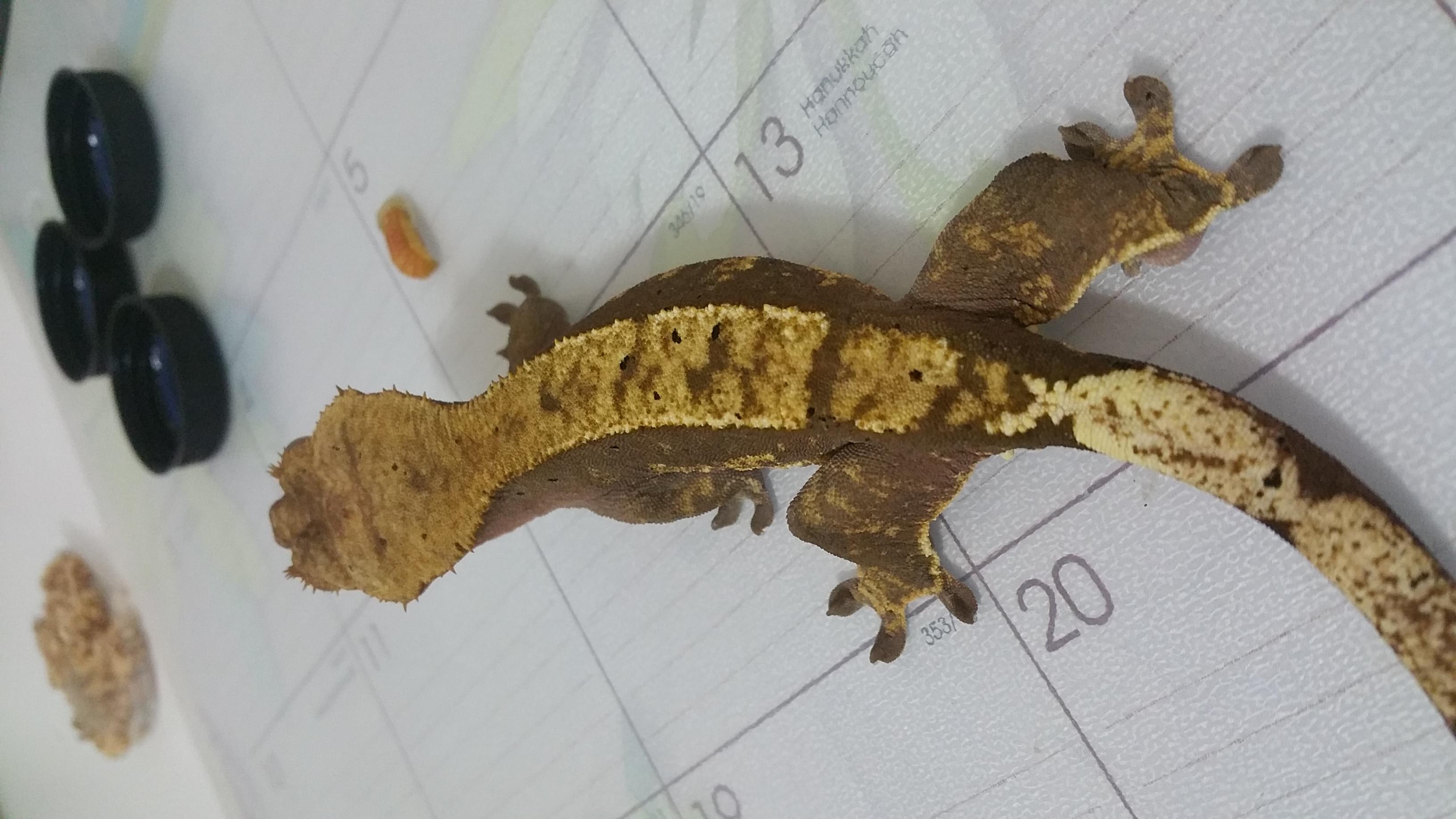 My Crested Gecko Has a Swollen Eyelid. What Should I Do? | Petco