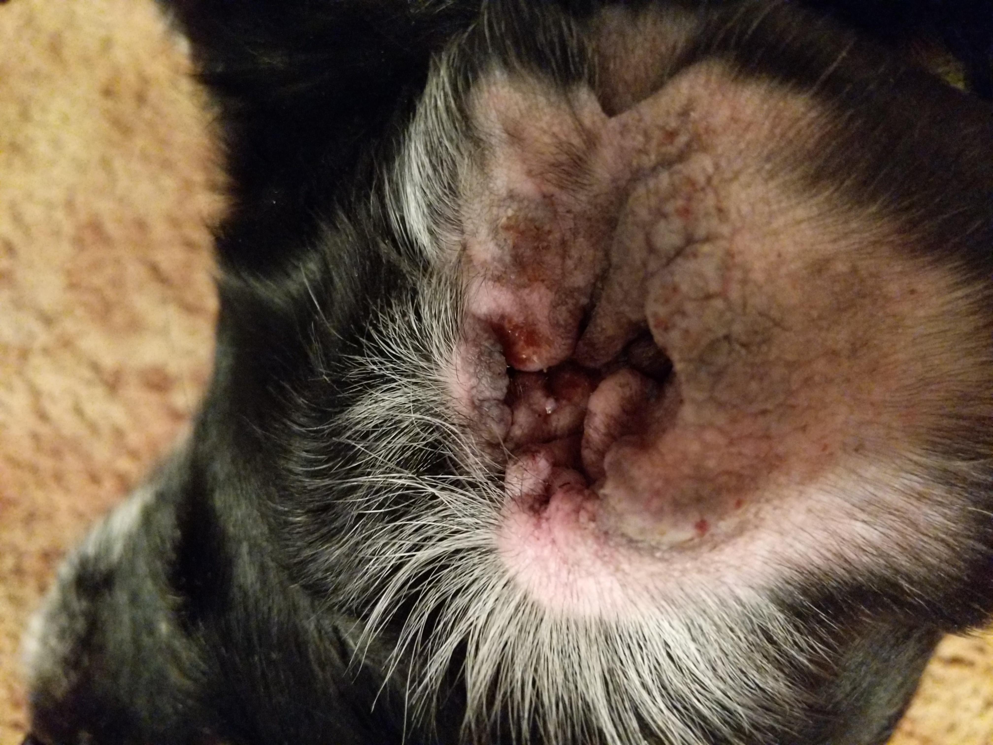 My Dog's Ears Smell Bad with Waxy, Fungus Buildup? What to Do? | Petco