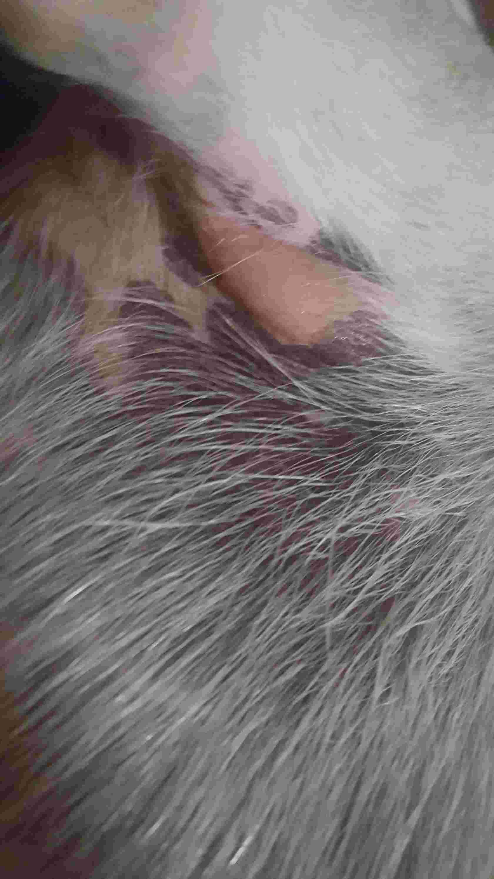 My dog has a painful lump under his armpit. What should I do? | Petco