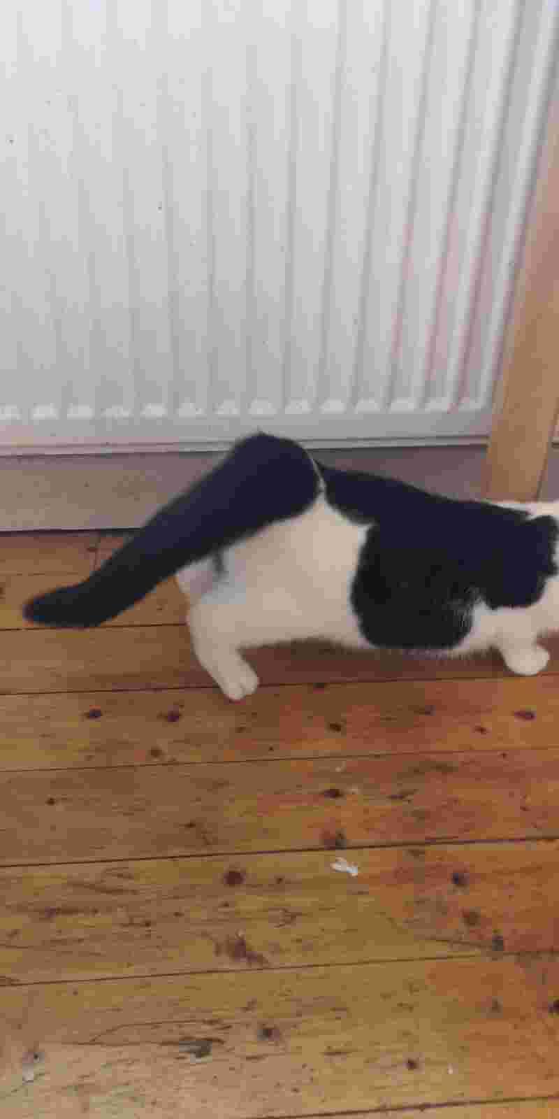 My Unspayed Cat is Raising Her Rear: Is She in Heat? Should I Spay? | Petco